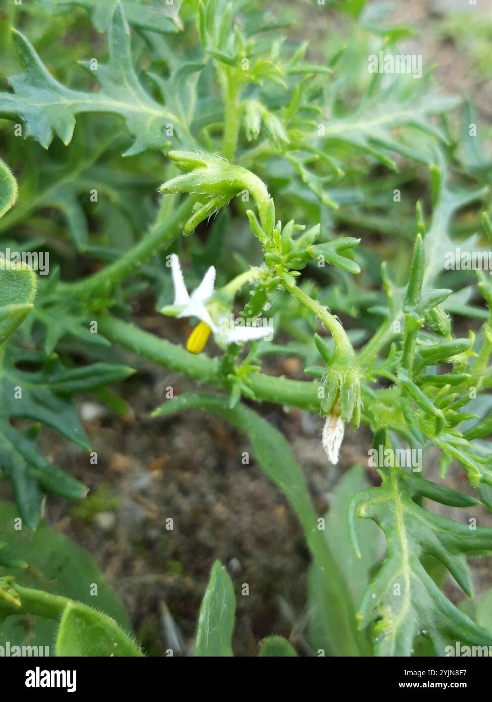 Solanum triflorum hi-res stock photography and images - Alamy