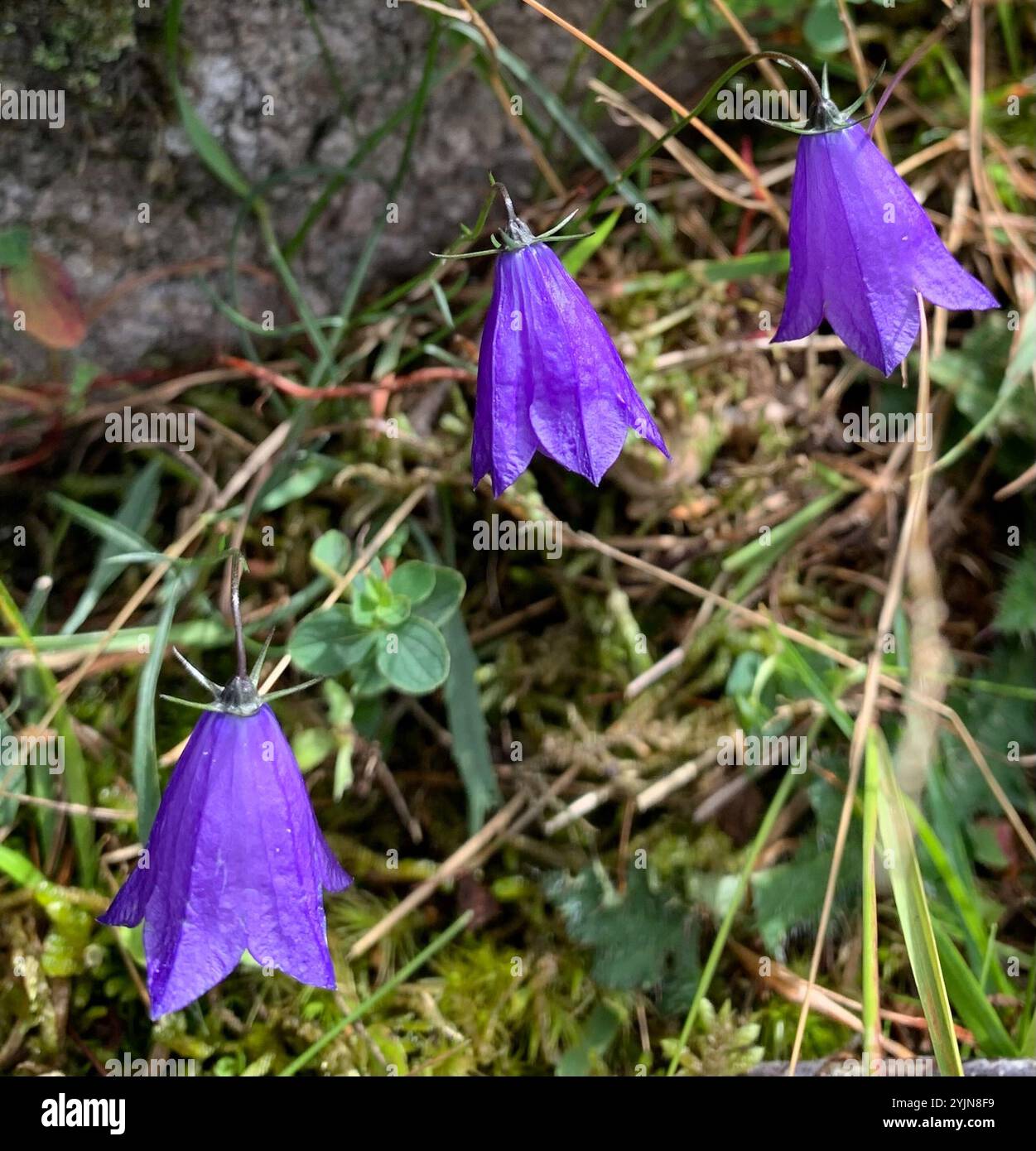 Common Harebell (Campanula rotundifolia Stock Photo - Alamy