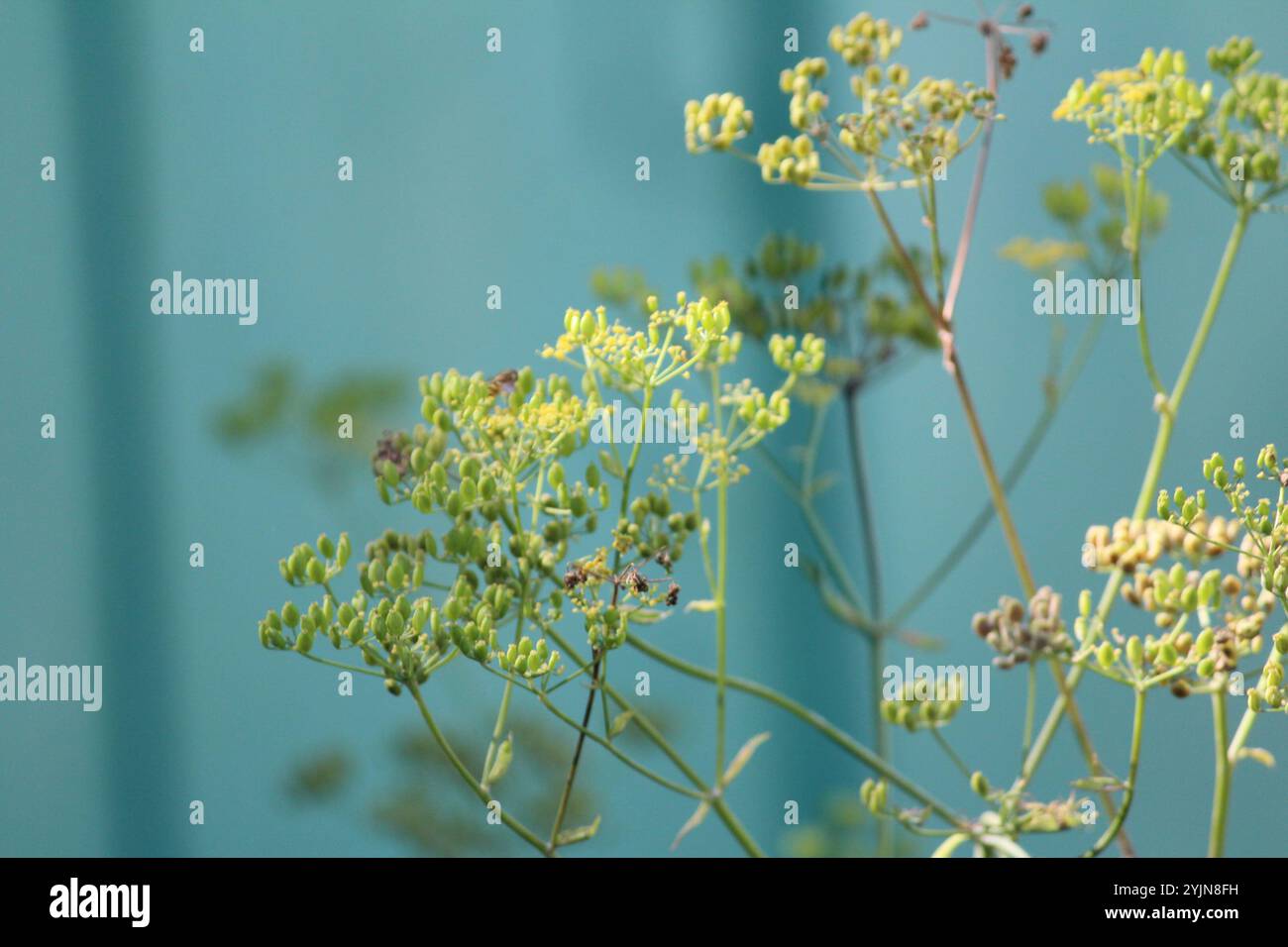 (Pastinaca sativa sylvestris Stock Photo - Alamy