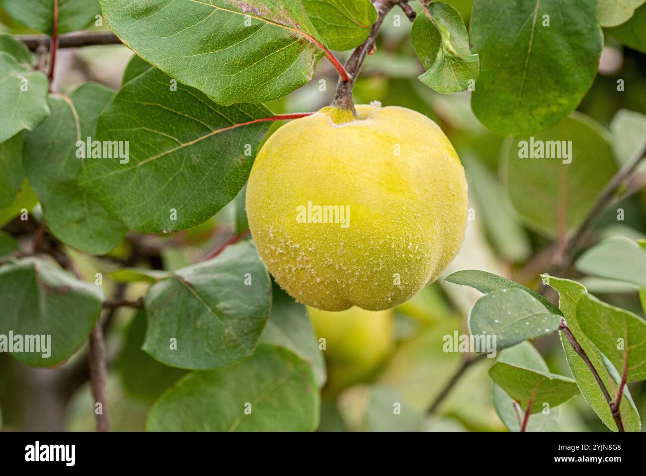 Apfel-Quitte, Cydonia oblonga Leskovacka,, Apple-quince Stock Photo - Alamy