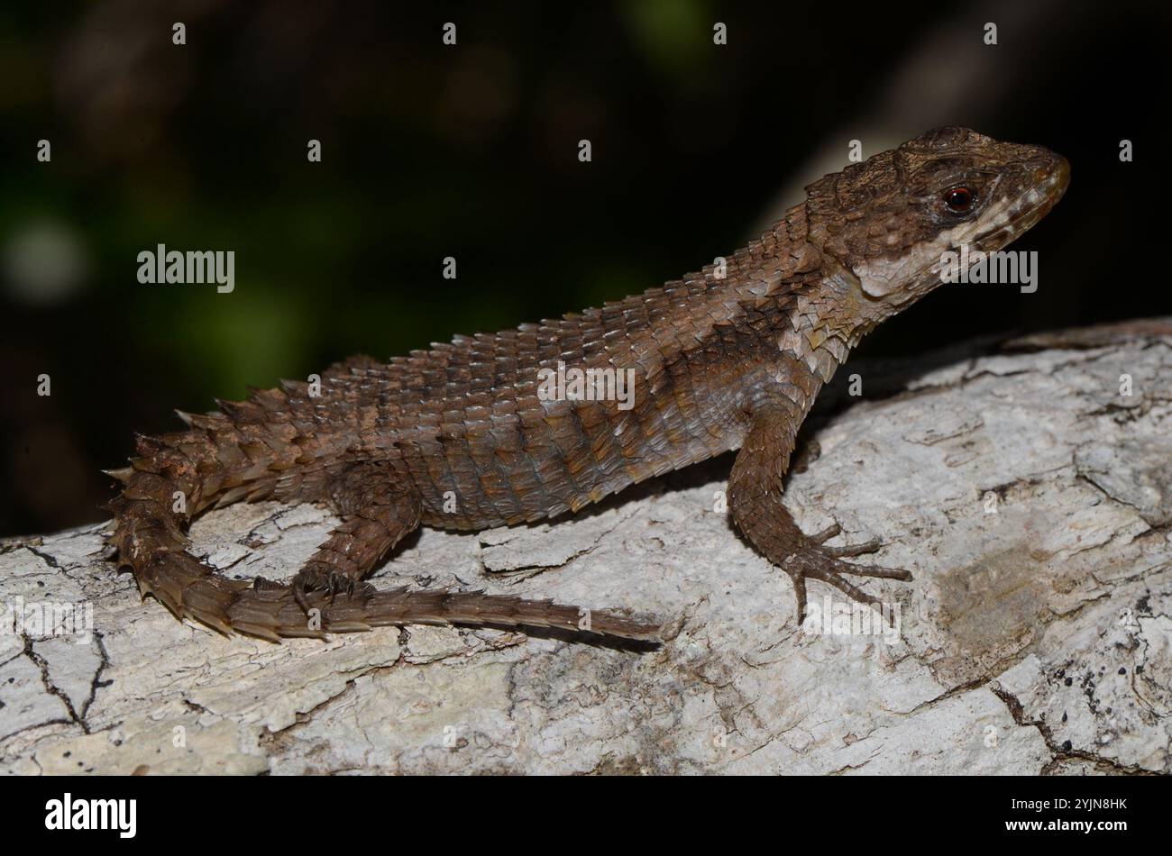Tropical Girdled Lizard (Cordylus tropidosternum Stock Photo - Alamy