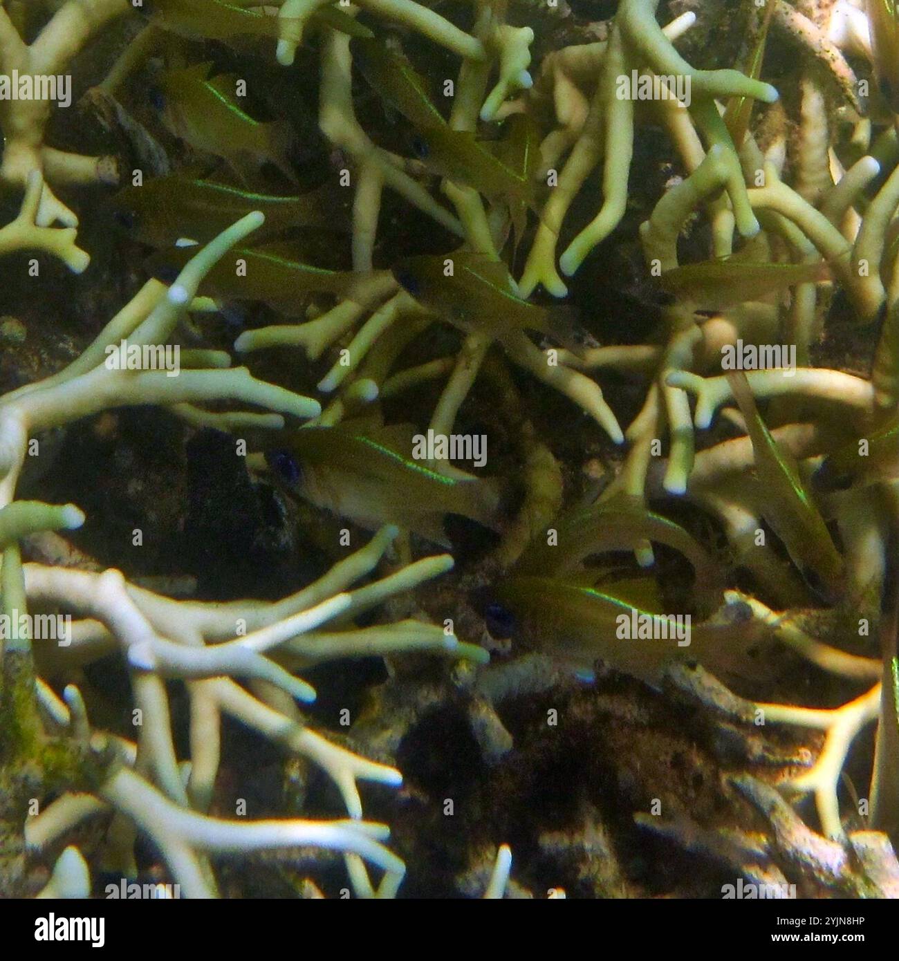 Threadfin cardinalfish hi-res stock photography and images - Alamy