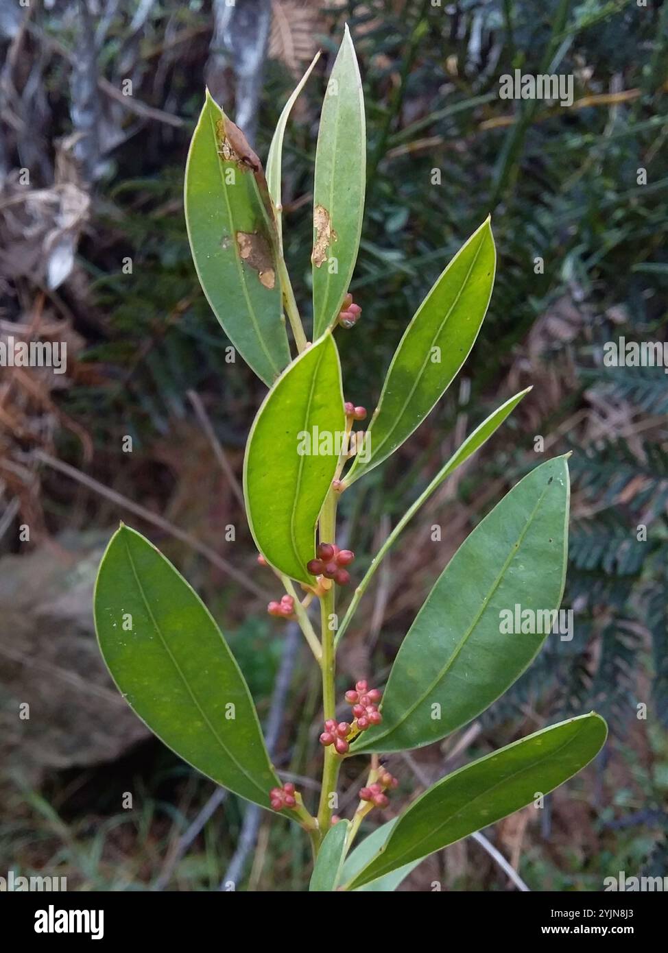 Myrtle Wattle (Acacia myrtifolia Stock Photo - Alamy