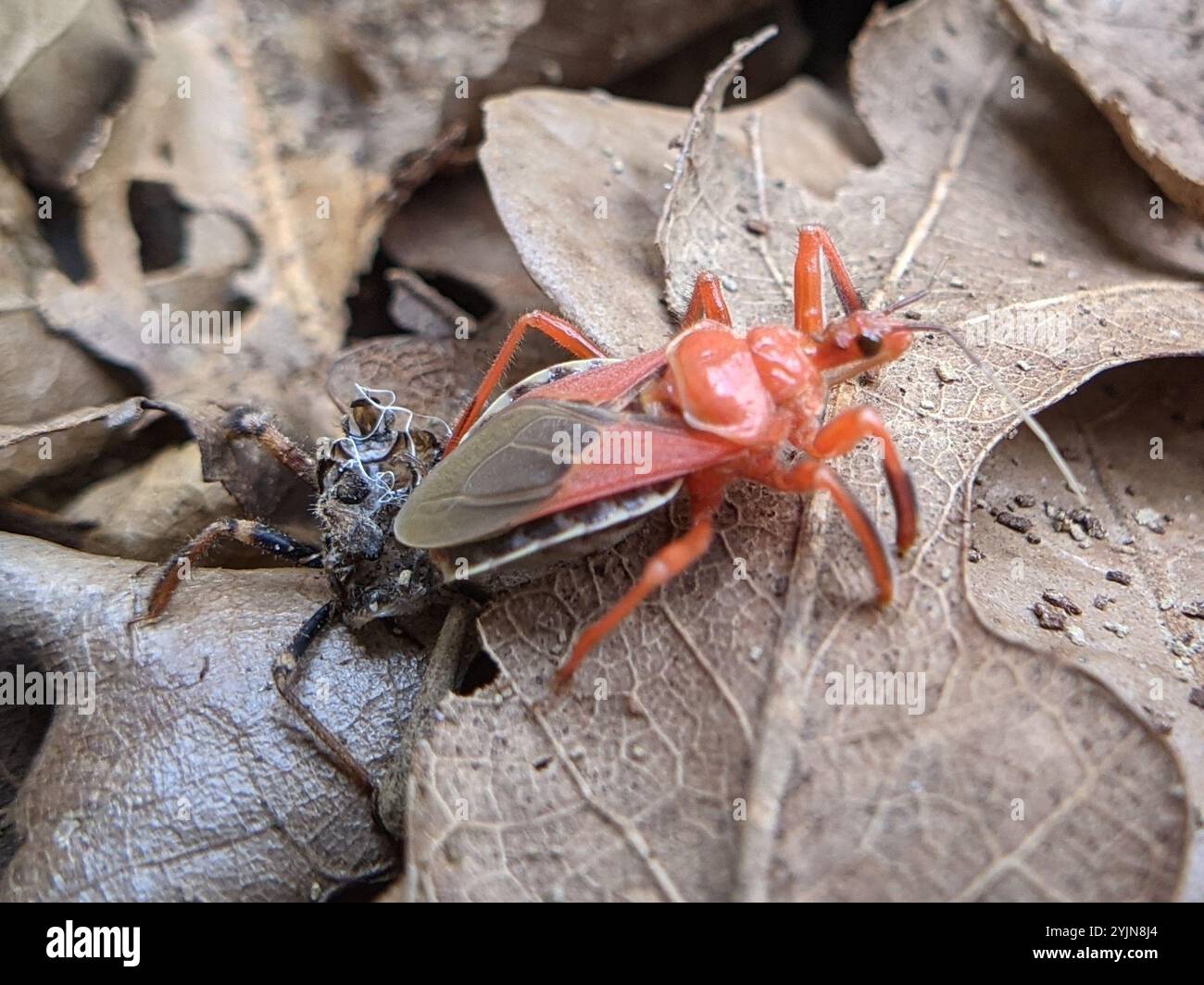 Plains Bee Assassin (Apiomerus spissipes Stock Photo - Alamy