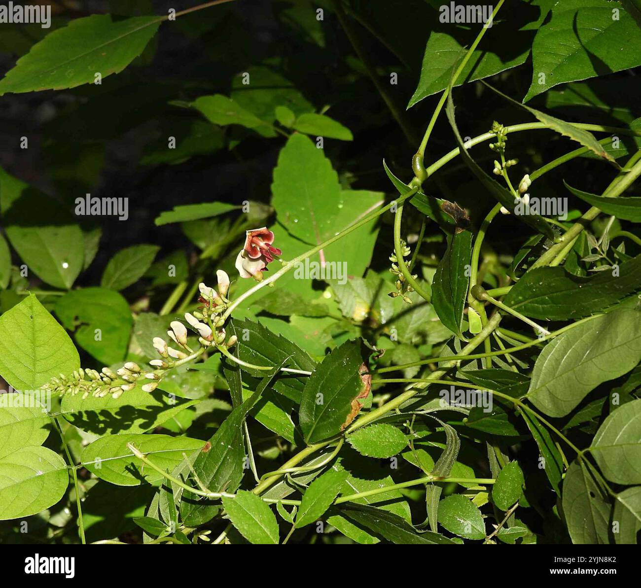 American groundnut (Apios americana Stock Photo - Alamy