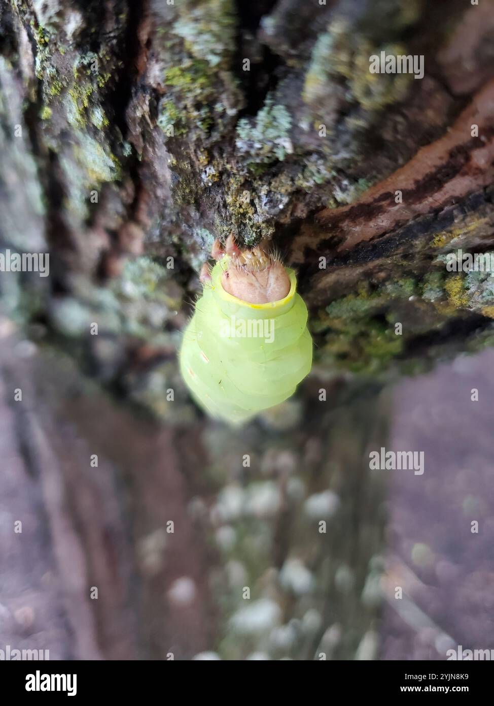 Polyphemus Moth (Antheraea polyphemus Stock Photo - Alamy