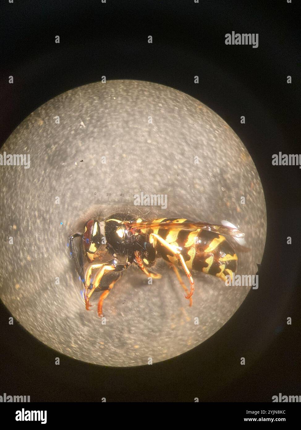 Alaska Yellowjacket (Vespula alascensis Stock Photo - Alamy