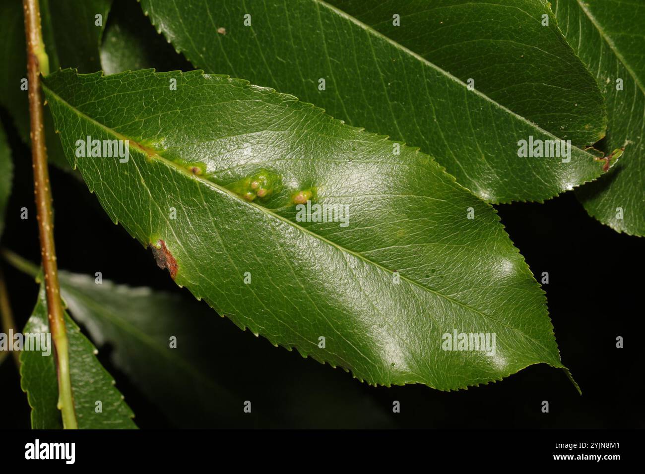 Willow Bead Gall Mite (Aculus tetanothrix Stock Photo - Alamy