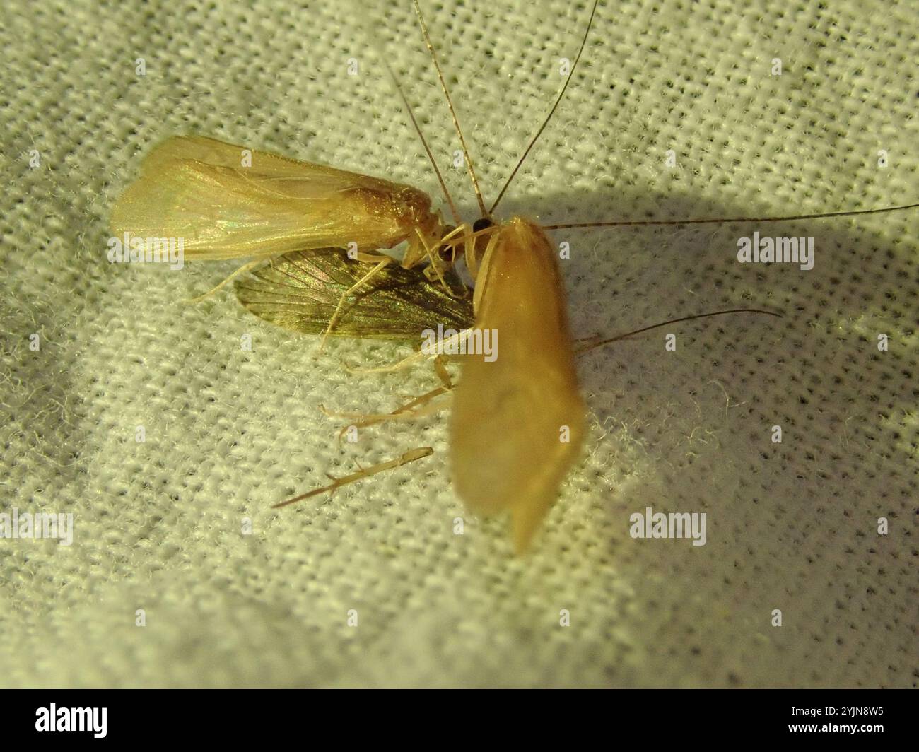 Yellow Net-spinning Caddisfly (Potamyia flava Stock Photo - Alamy