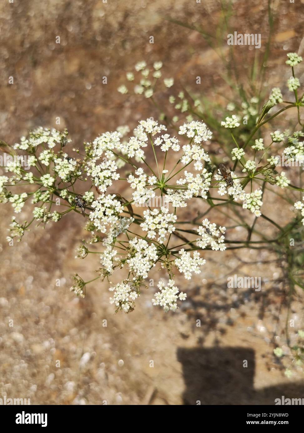 carrot family (Apiaceae Stock Photo - Alamy