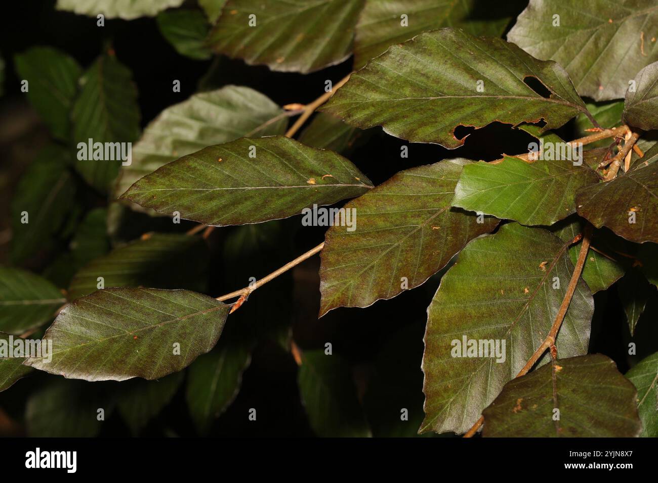 European beech (Fagus sylvatica Stock Photo - Alamy