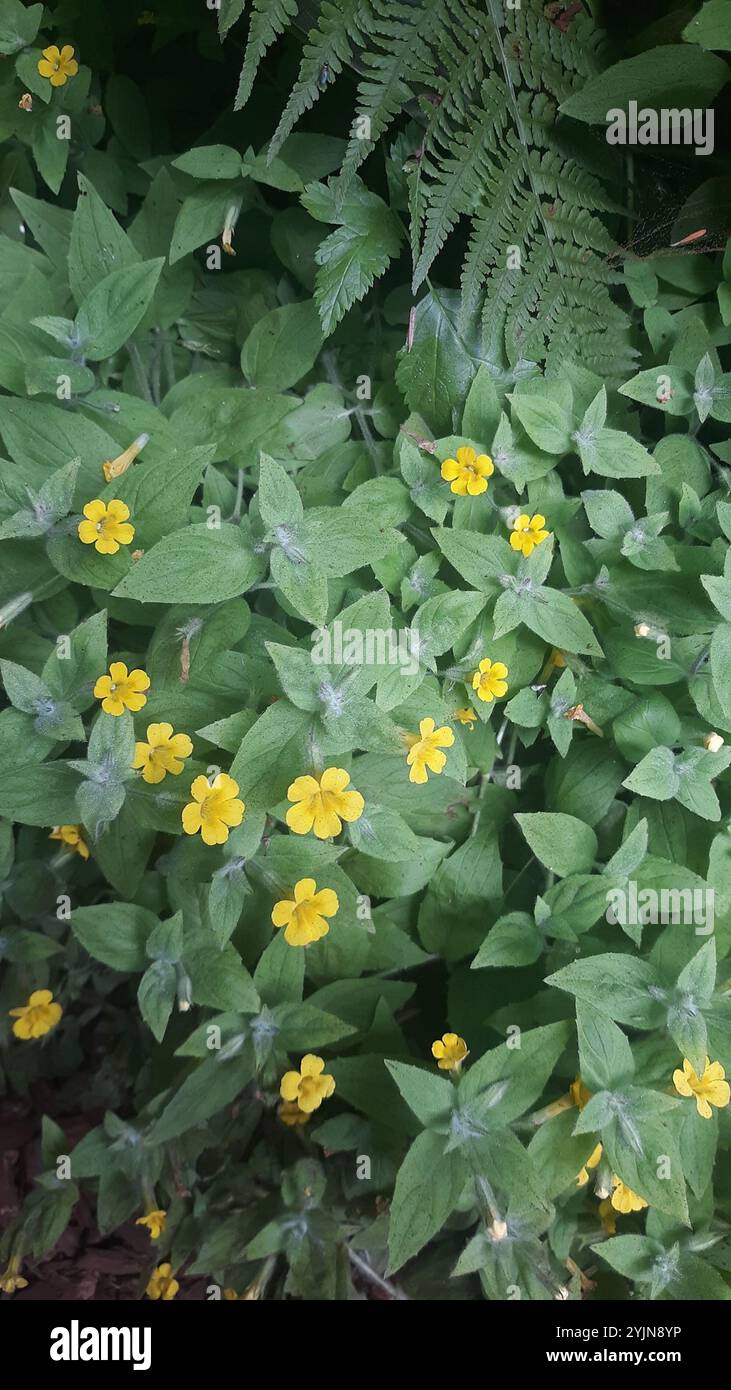 wing-leaf monkeyflower (Erythranthe ptilota Stock Photo - Alamy