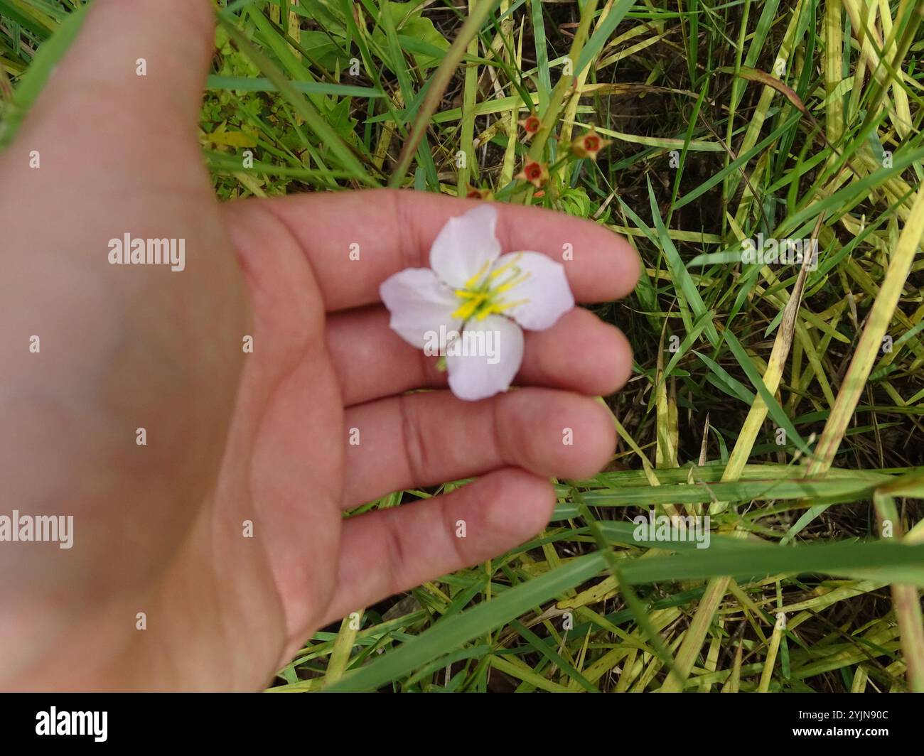 Maryland meadowbeauty (Rhexia mariana Stock Photo - Alamy