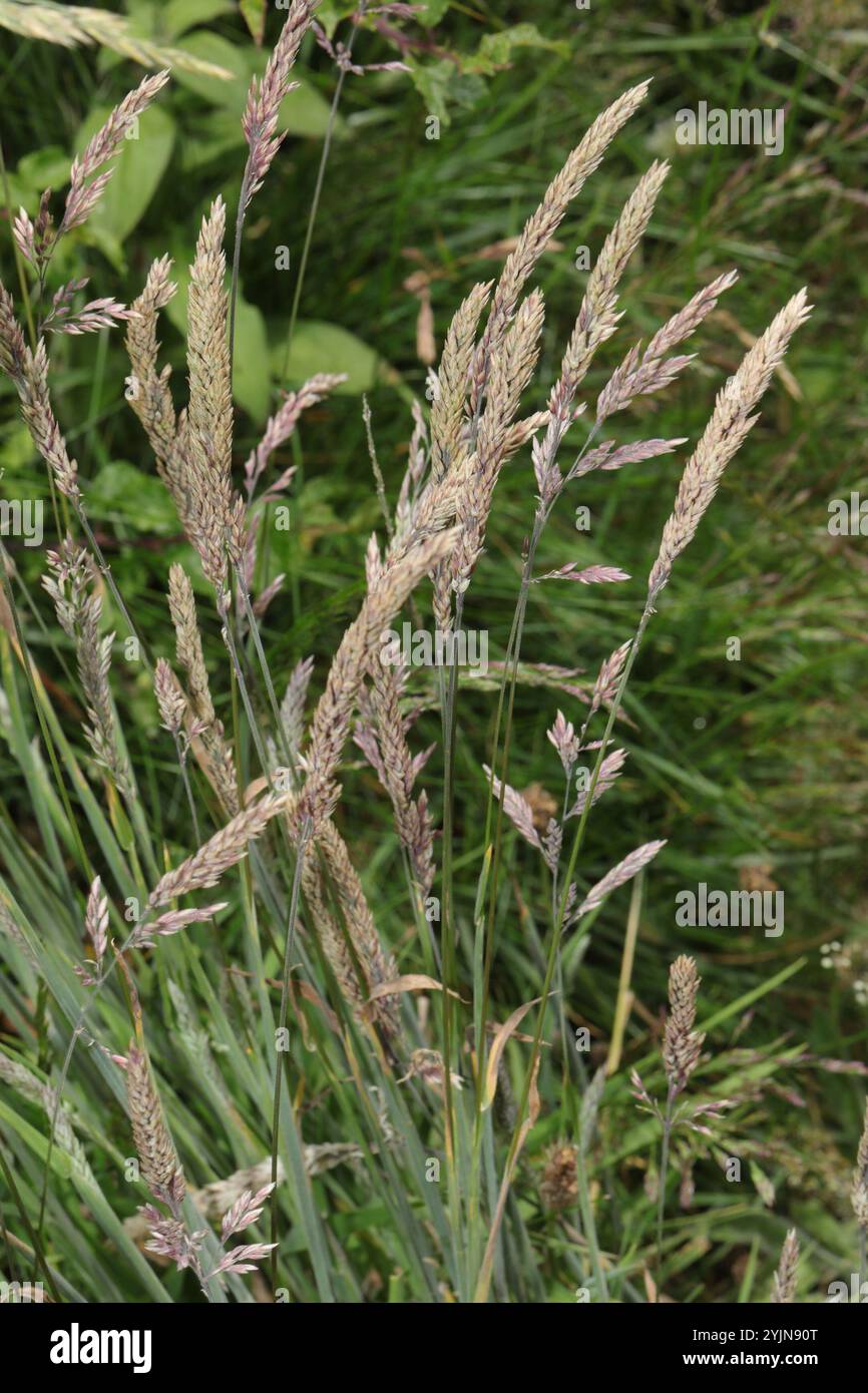 Yorkshire fog (Holcus lanatus Stock Photo - Alamy