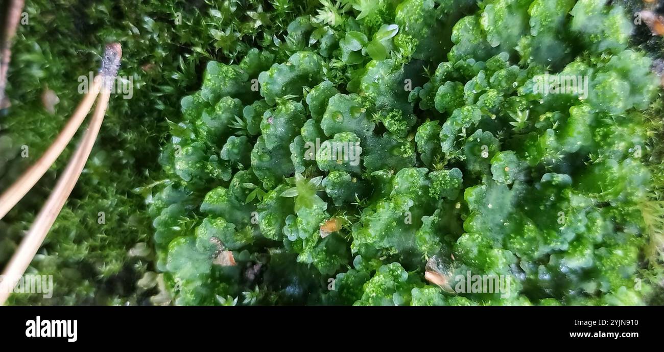 common pellia (Pellia epiphylla Stock Photo - Alamy