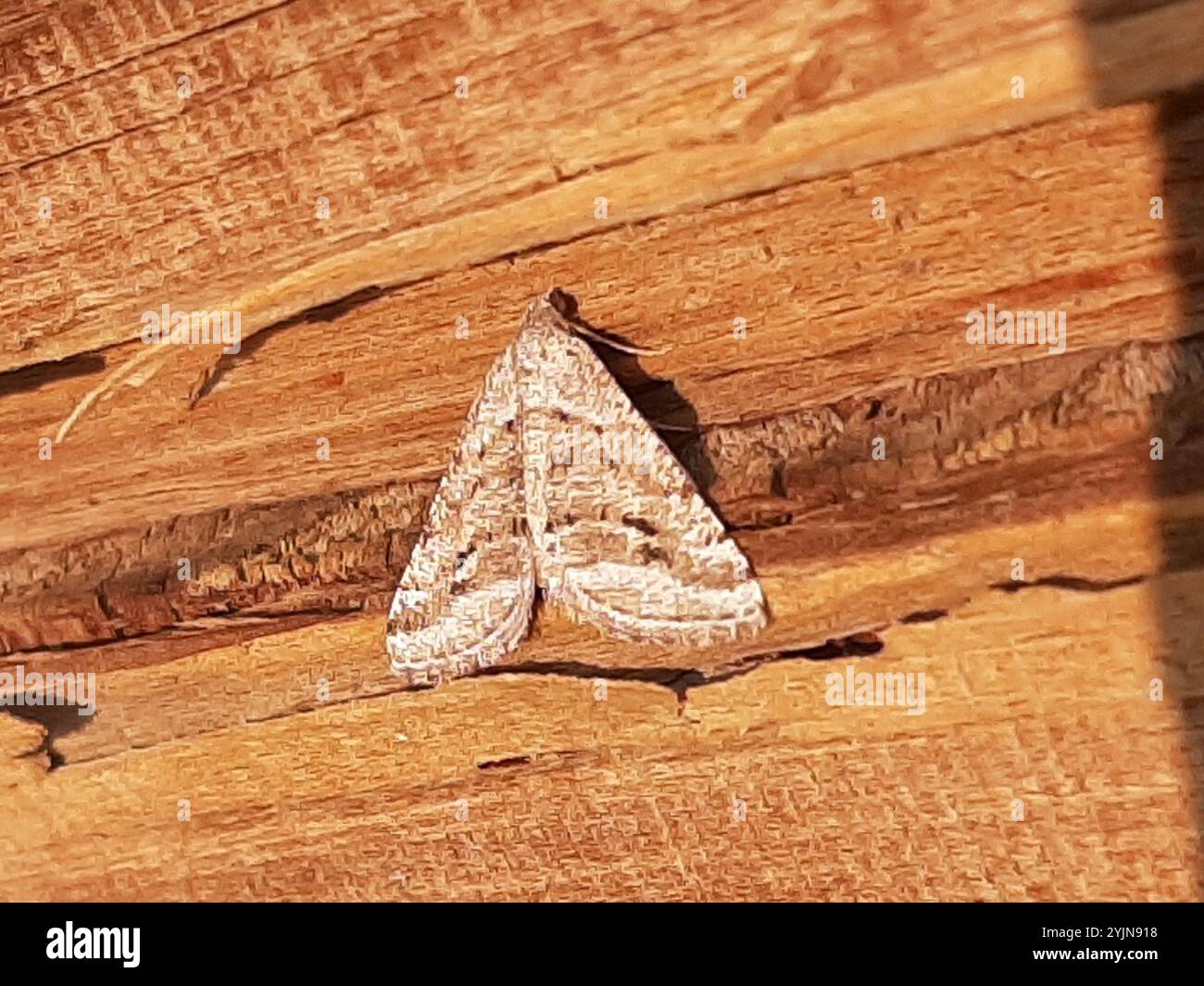 Geometer Moths (Geometridae Stock Photo - Alamy