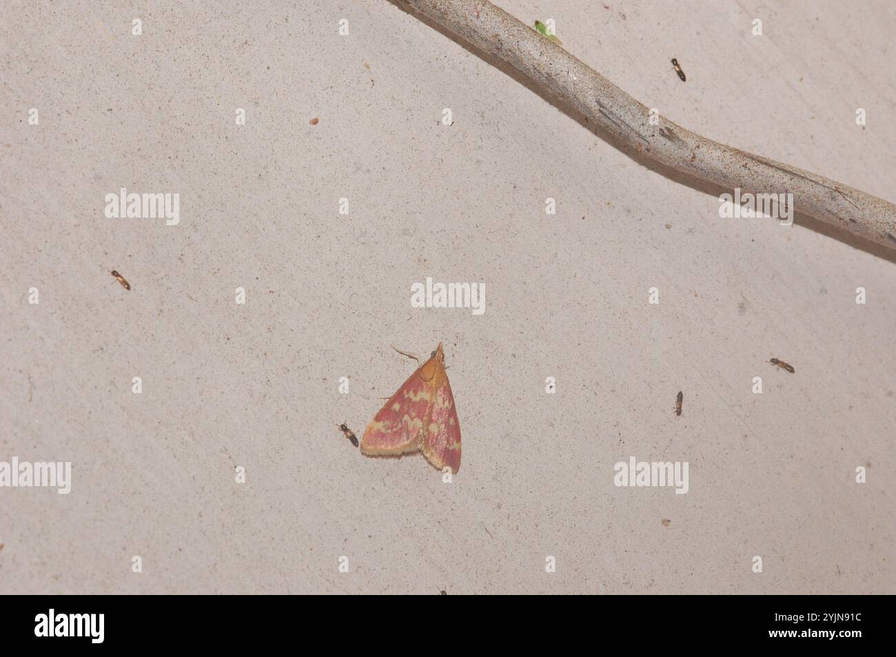 Raspberry Pyrausta Moth (Pyrausta signatalis Stock Photo - Alamy