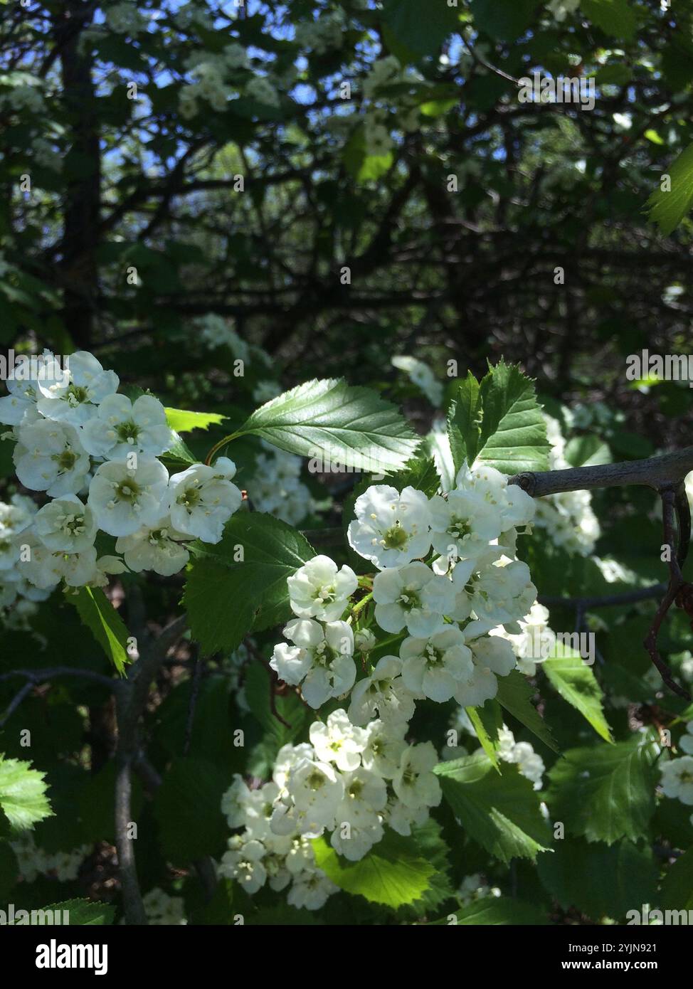 Glabrous-fruit Fireberry Hawthorn (Crataegus chrysocarpa phoeniceoides ...