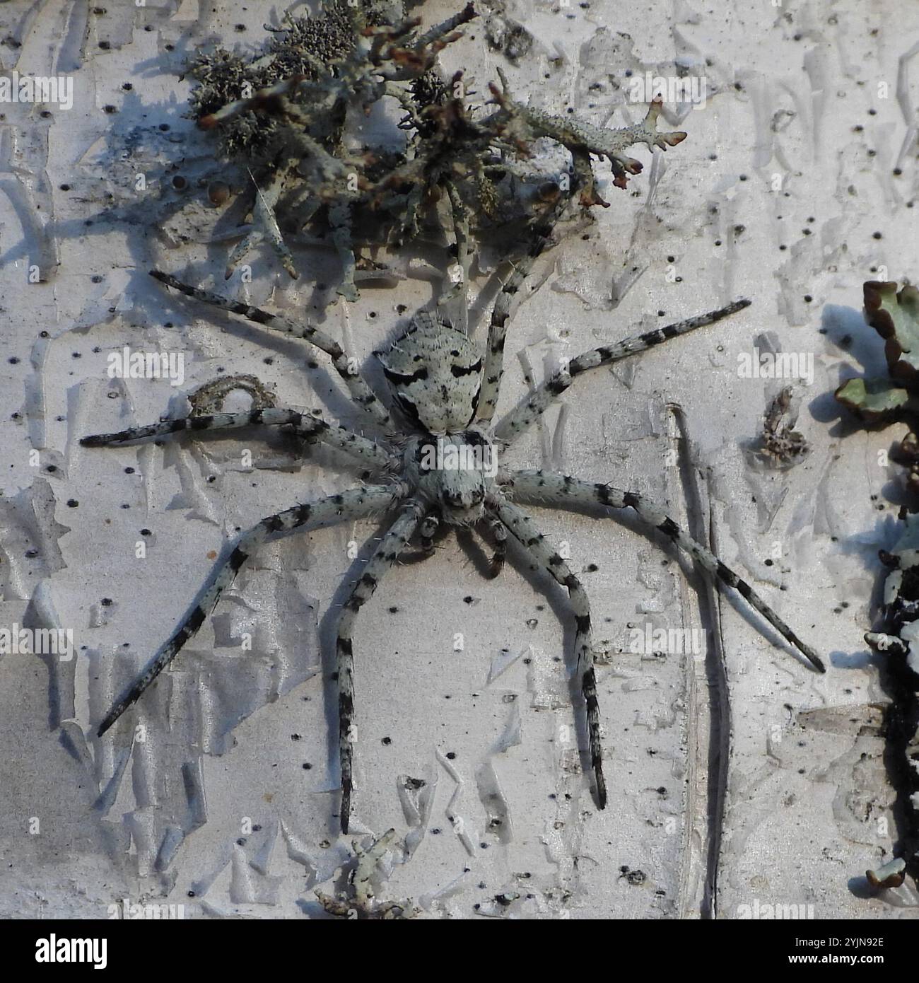 Lichen Running Spider (Philodromus margaritatus Stock Photo - Alamy