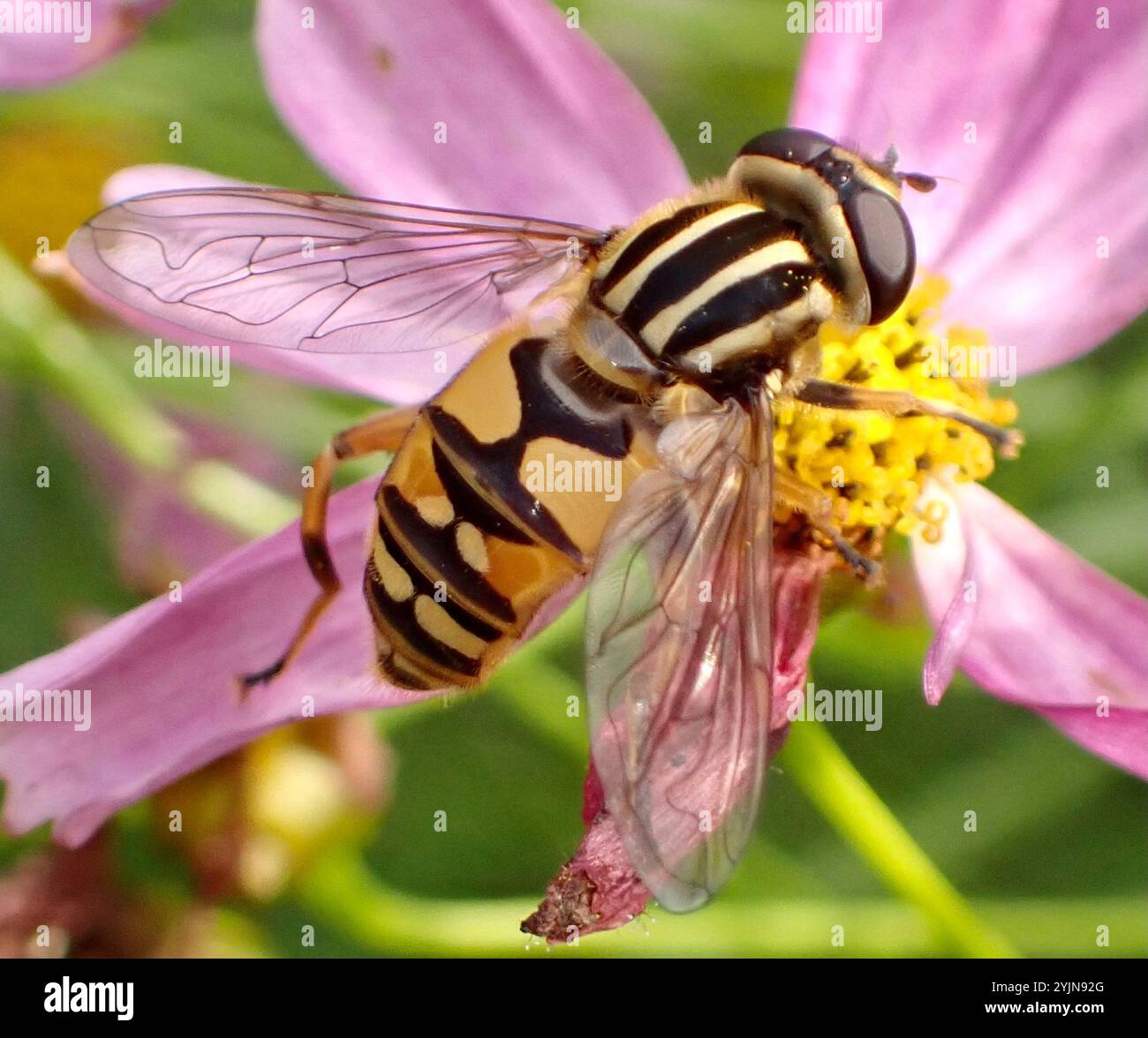 Sun Fly (Helophilus pendulus Stock Photo - Alamy