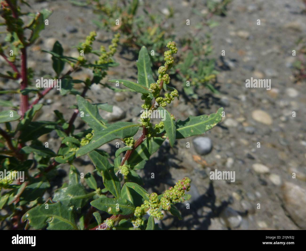 Oak leaved goosefoot hi-res stock photography and images - Alamy