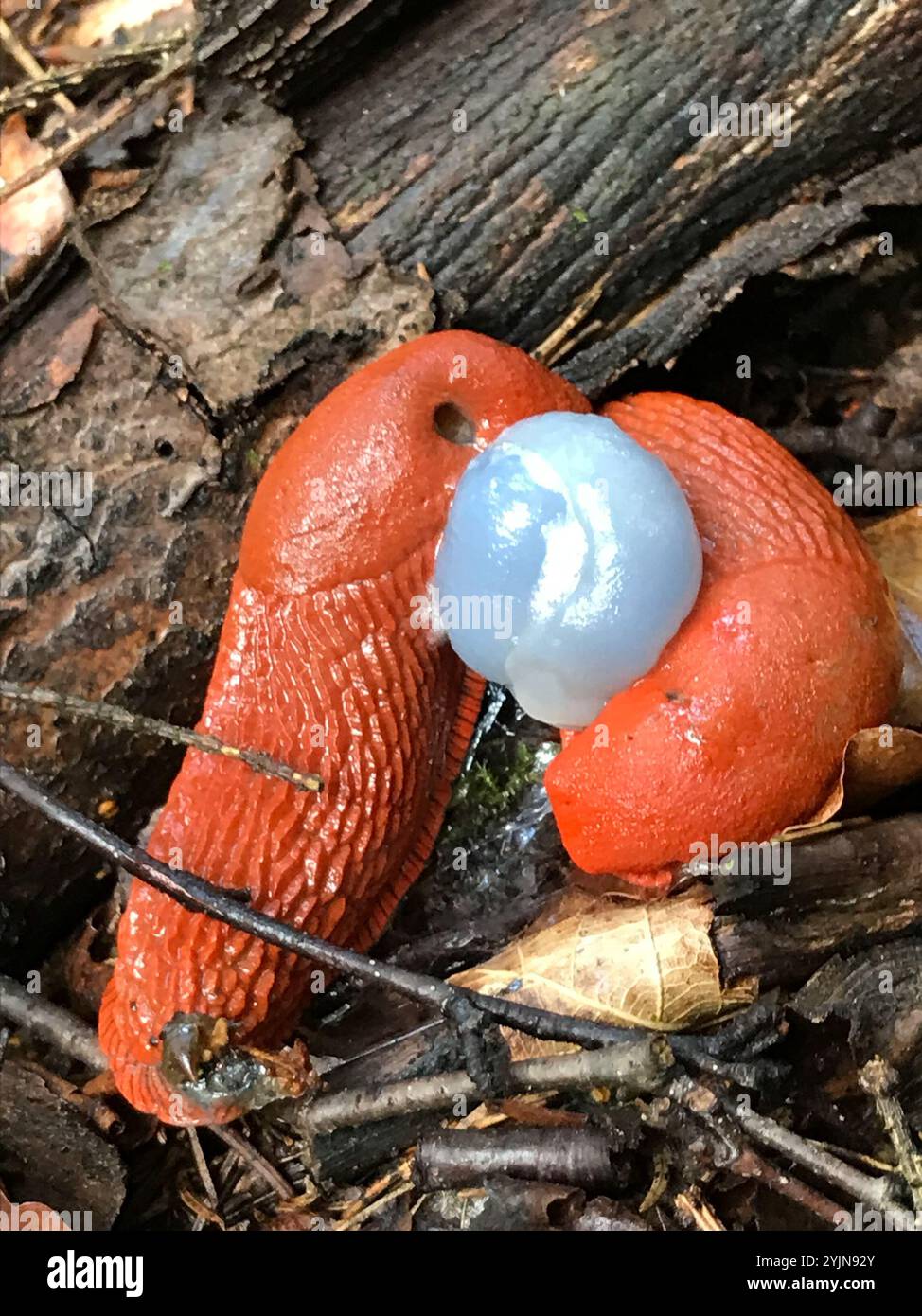 Arion Slugs (Arion Stock Photo - Alamy