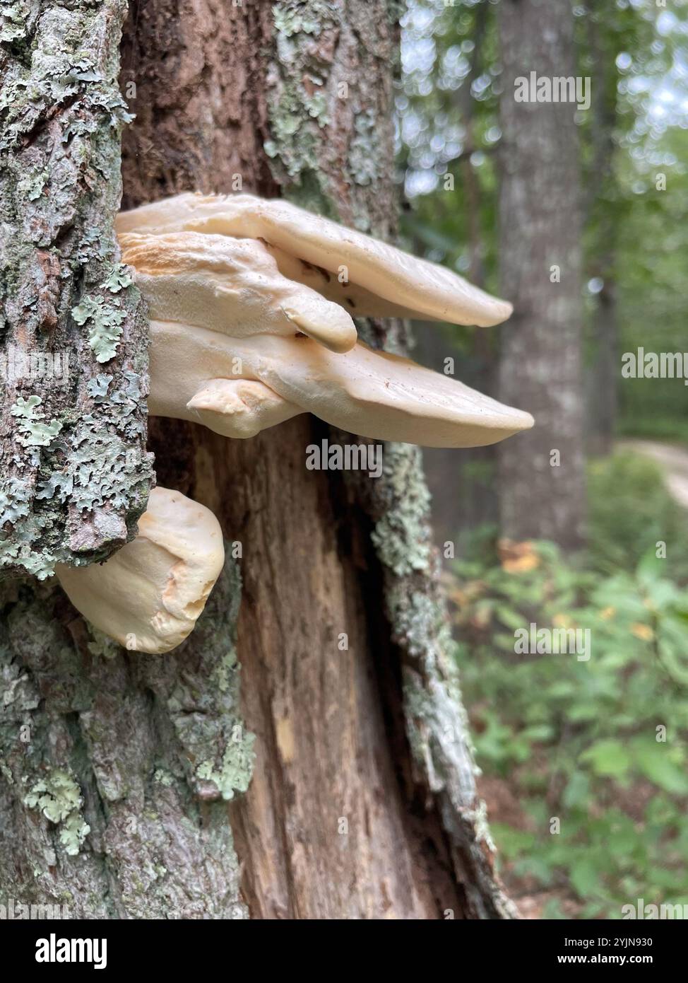 aspen oyster mushroom (Pleurotus populinus Stock Photo - Alamy
