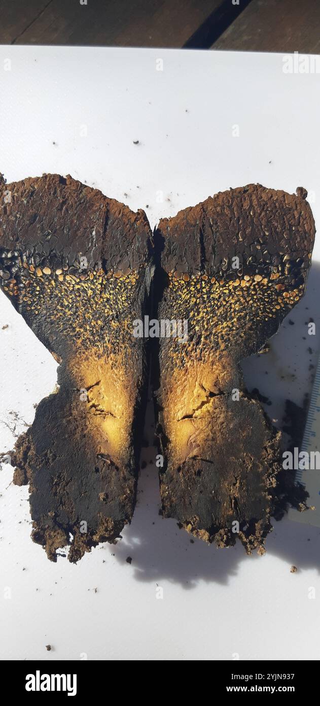 American Dyeball (Pisolithus arenarius Stock Photo - Alamy