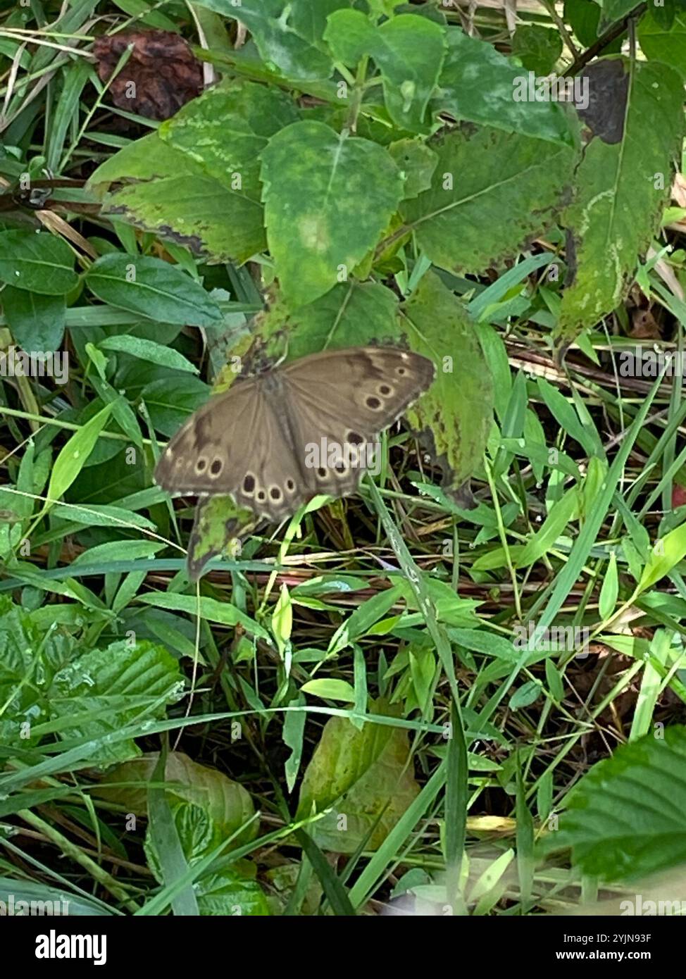 Northern Pearly-eye (Lethe anthedon Stock Photo - Alamy