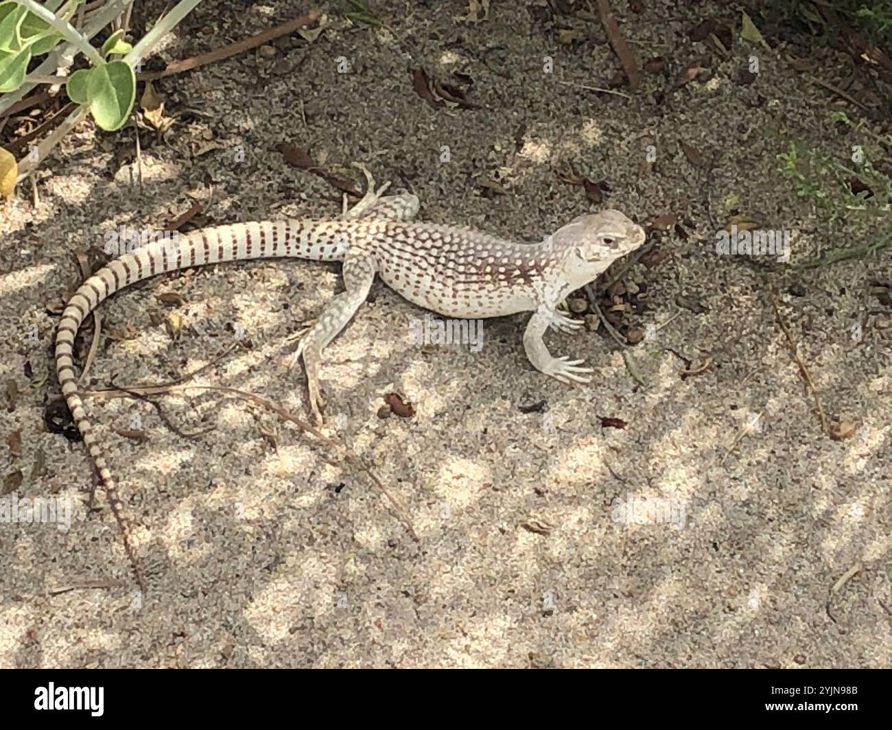 Desert Iguana (Dipsosaurus dorsalis Stock Photo - Alamy