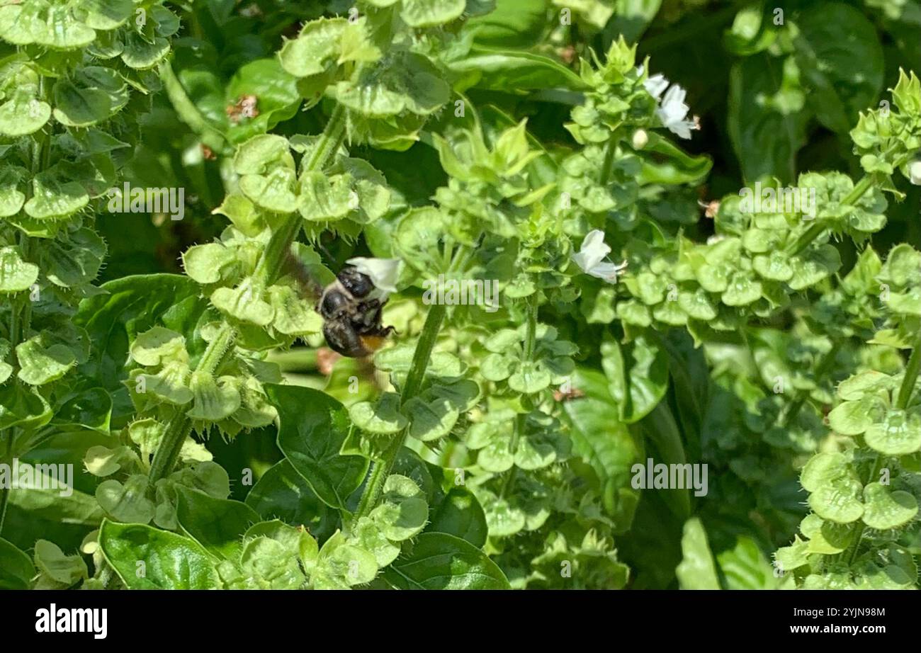 Honey Bees, Bumble Bees, and Allies (Apidae Stock Photo - Alamy