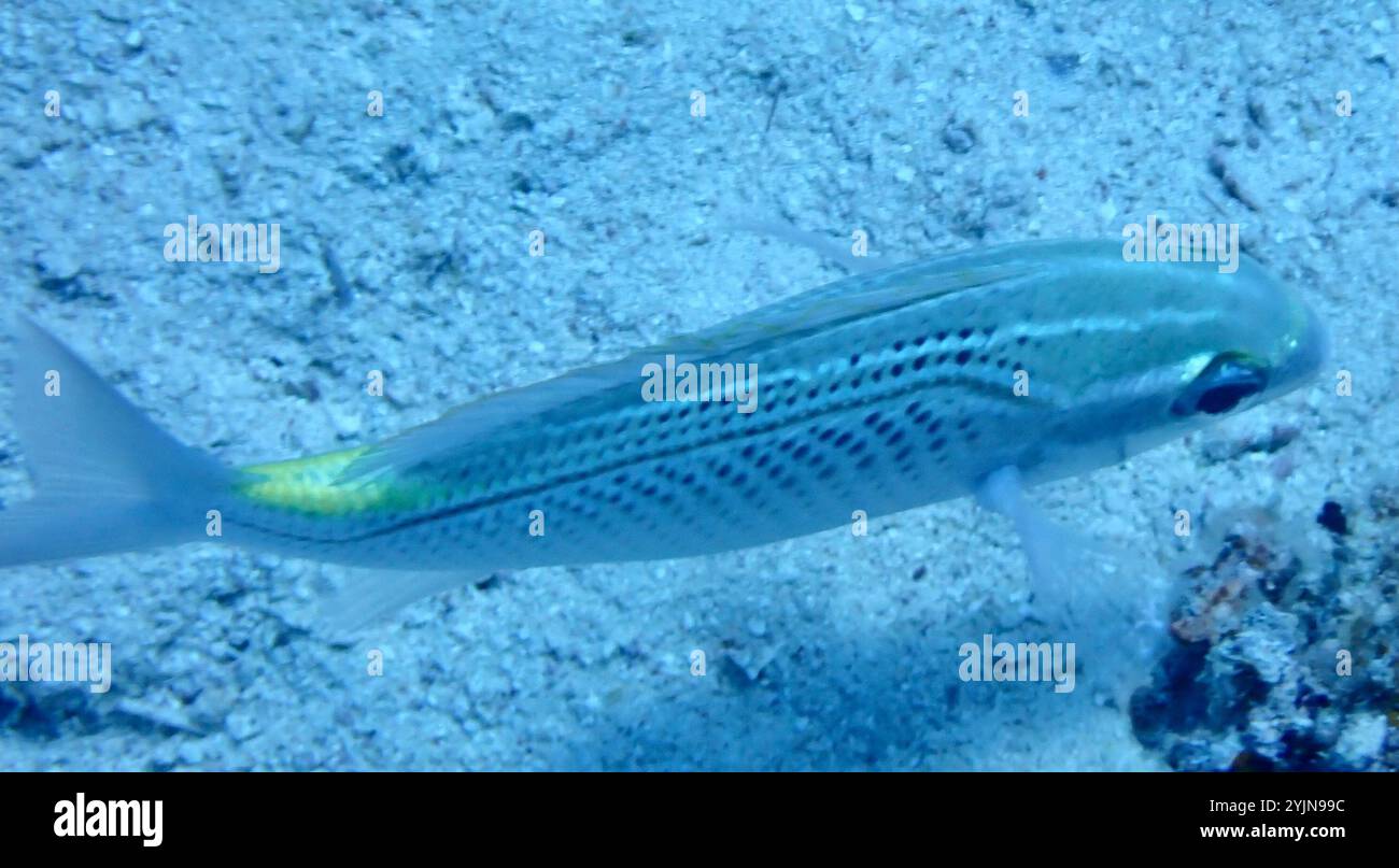 Arabian Monocle Bream (Scolopsis ghanam Stock Photo - Alamy