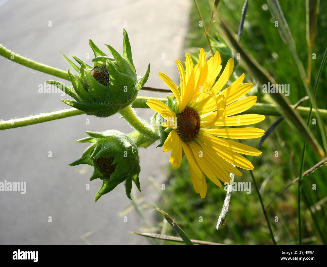 compass plant (Silphium laciniatum Stock Photo - Alamy