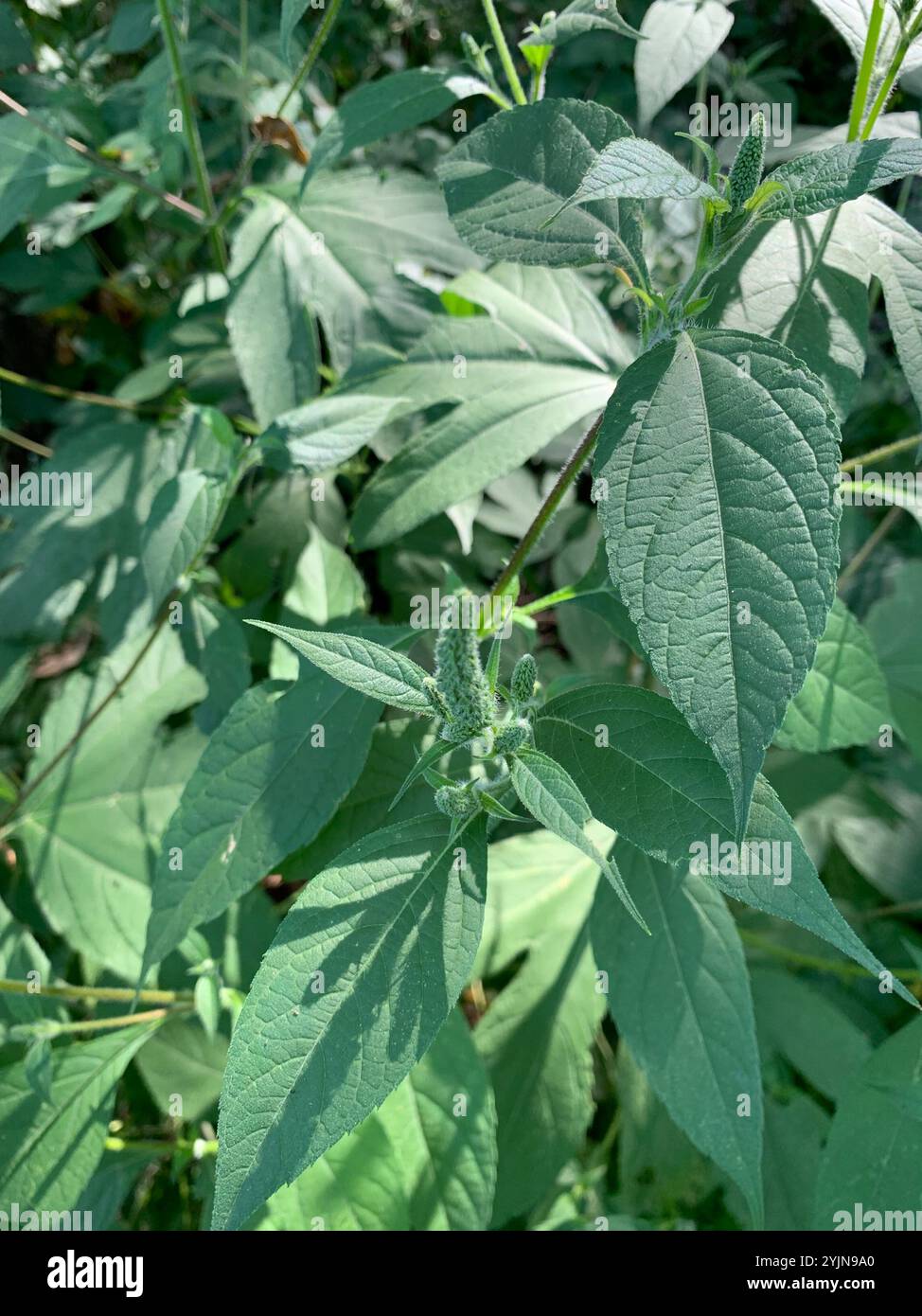 giant ragweed (Ambrosia trifida Stock Photo - Alamy