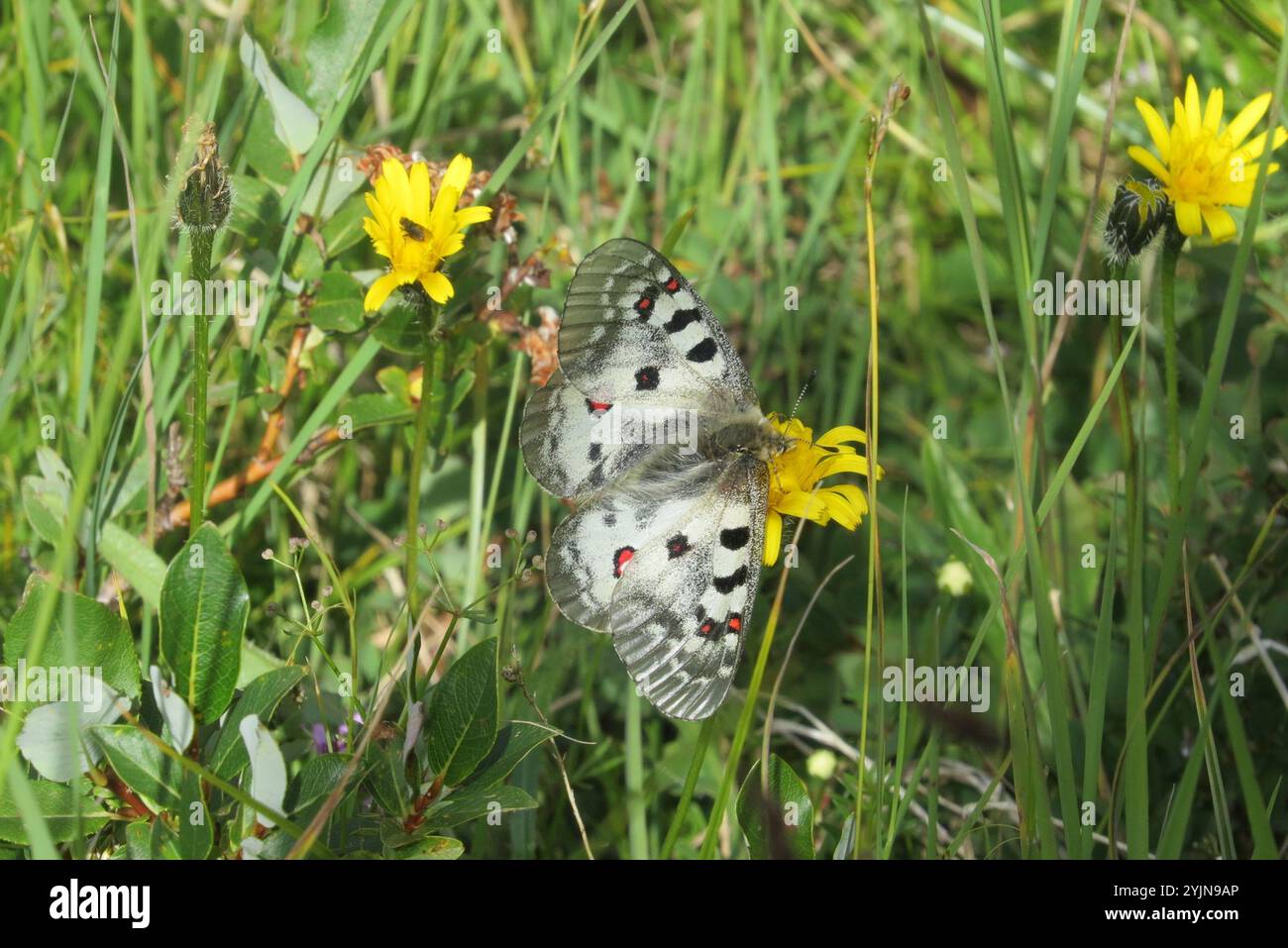 Phoebus Apollo (Parnassius phoebus Stock Photo - Alamy