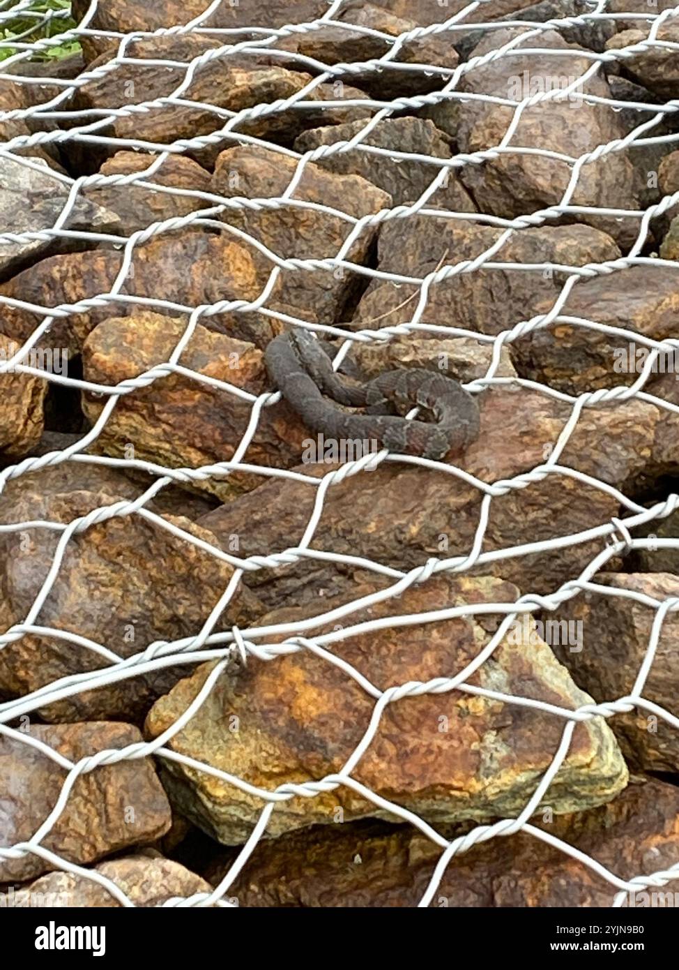 Northern Watersnake (Nerodia sipedon sipedon Stock Photo - Alamy