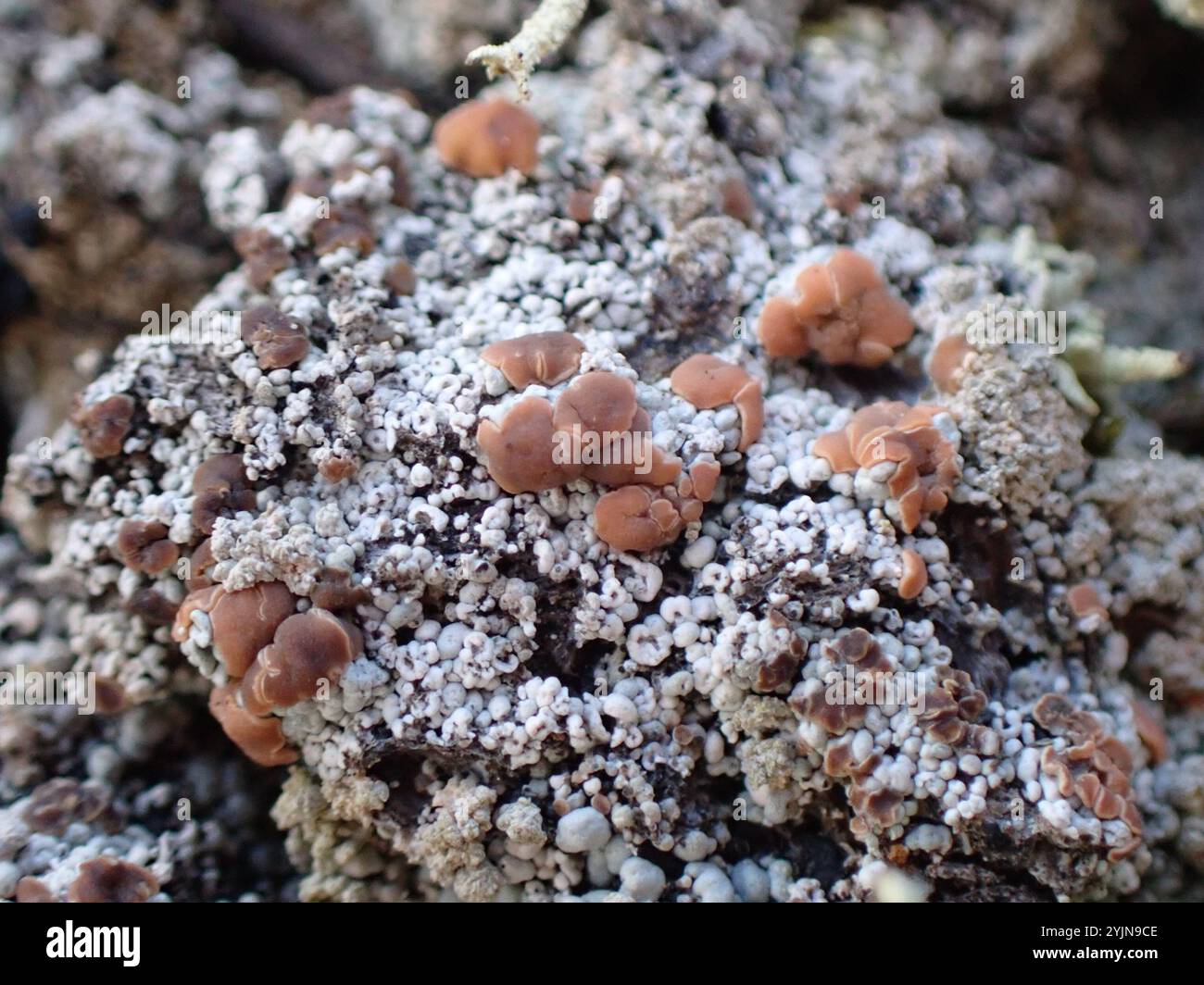 Granular Mottled-disk Lichen (Trapeliopsis granulosa Stock Photo - Alamy