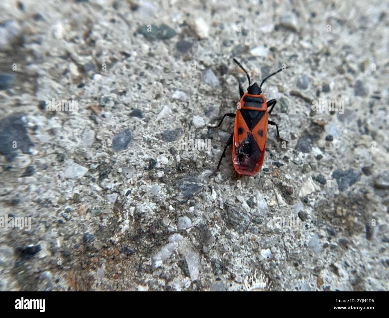 Mediterranean red bug (Scantius aegyptius Stock Photo - Alamy
