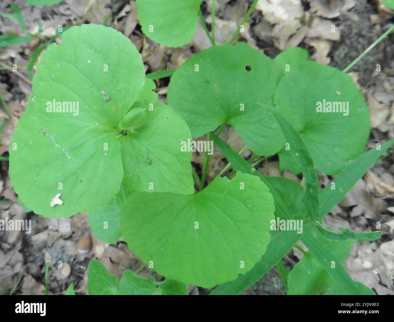 Broad-leaved Violet (Viola mirabilis Stock Photo - Alamy
