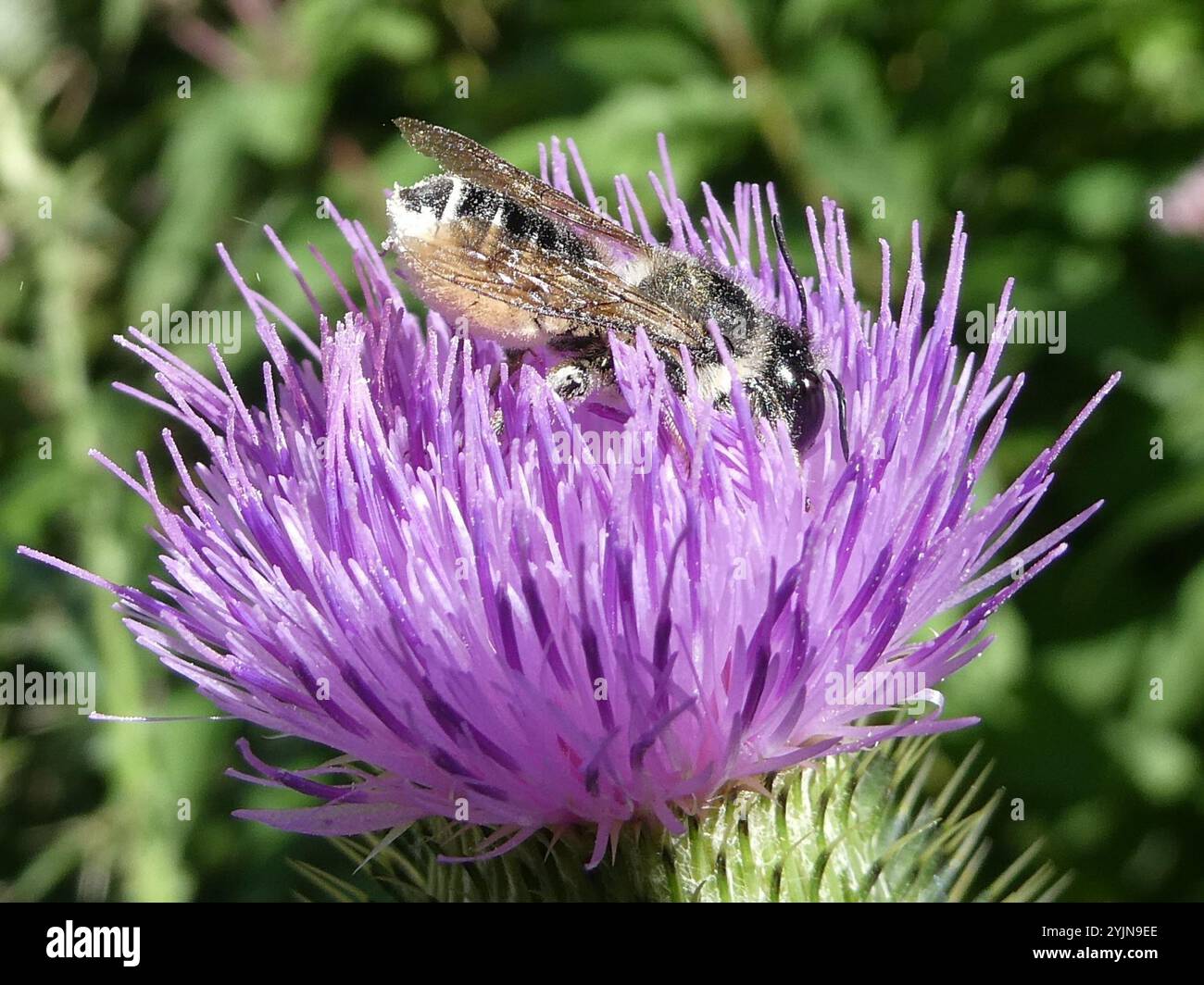 Unarmed Leafcutter Bee (Megachile inermis Stock Photo - Alamy