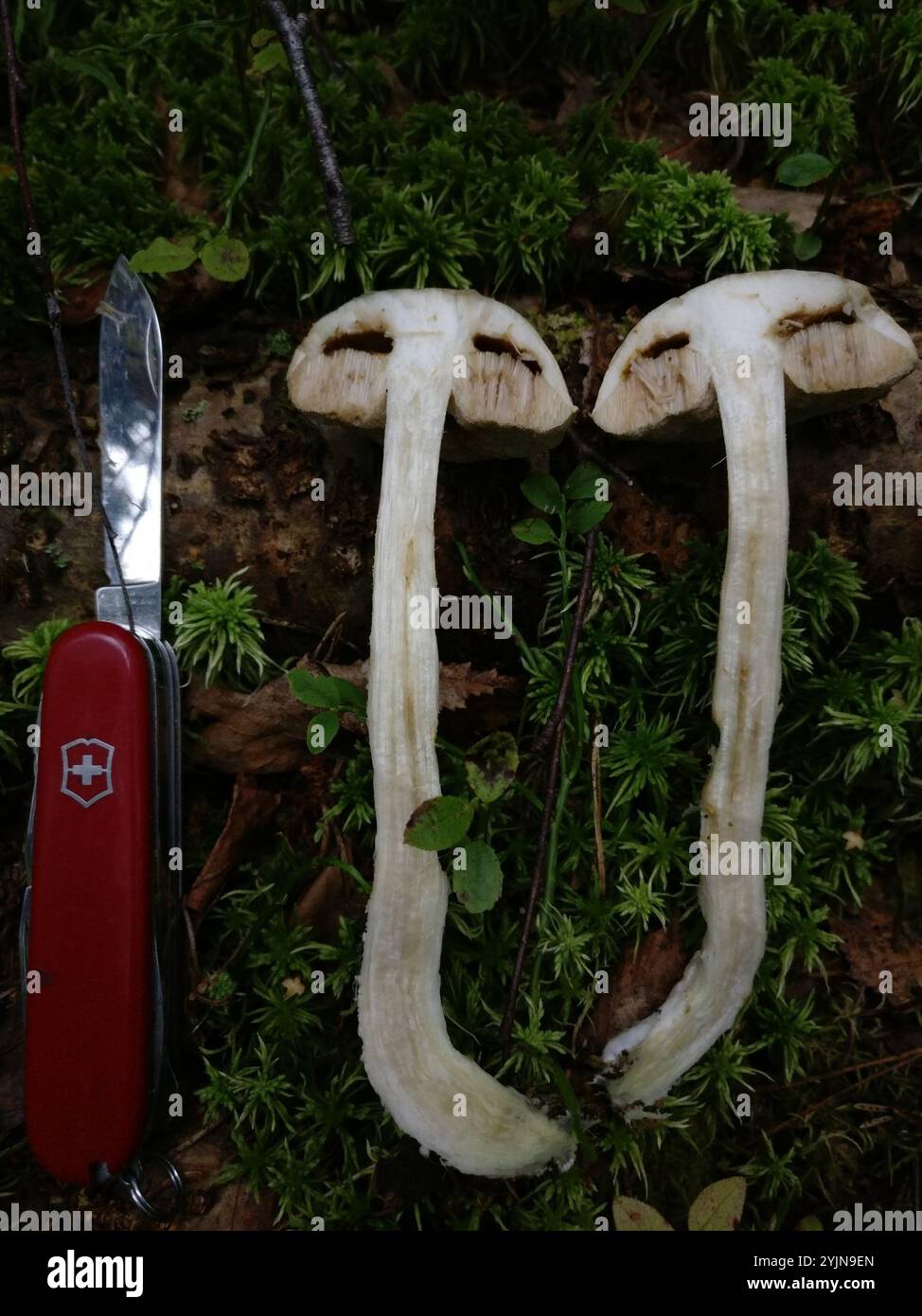 Ghost bolete hi-res stock photography and images - Alamy