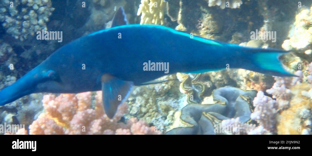 Red sea bird wrasse hi-res stock photography and images - Alamy