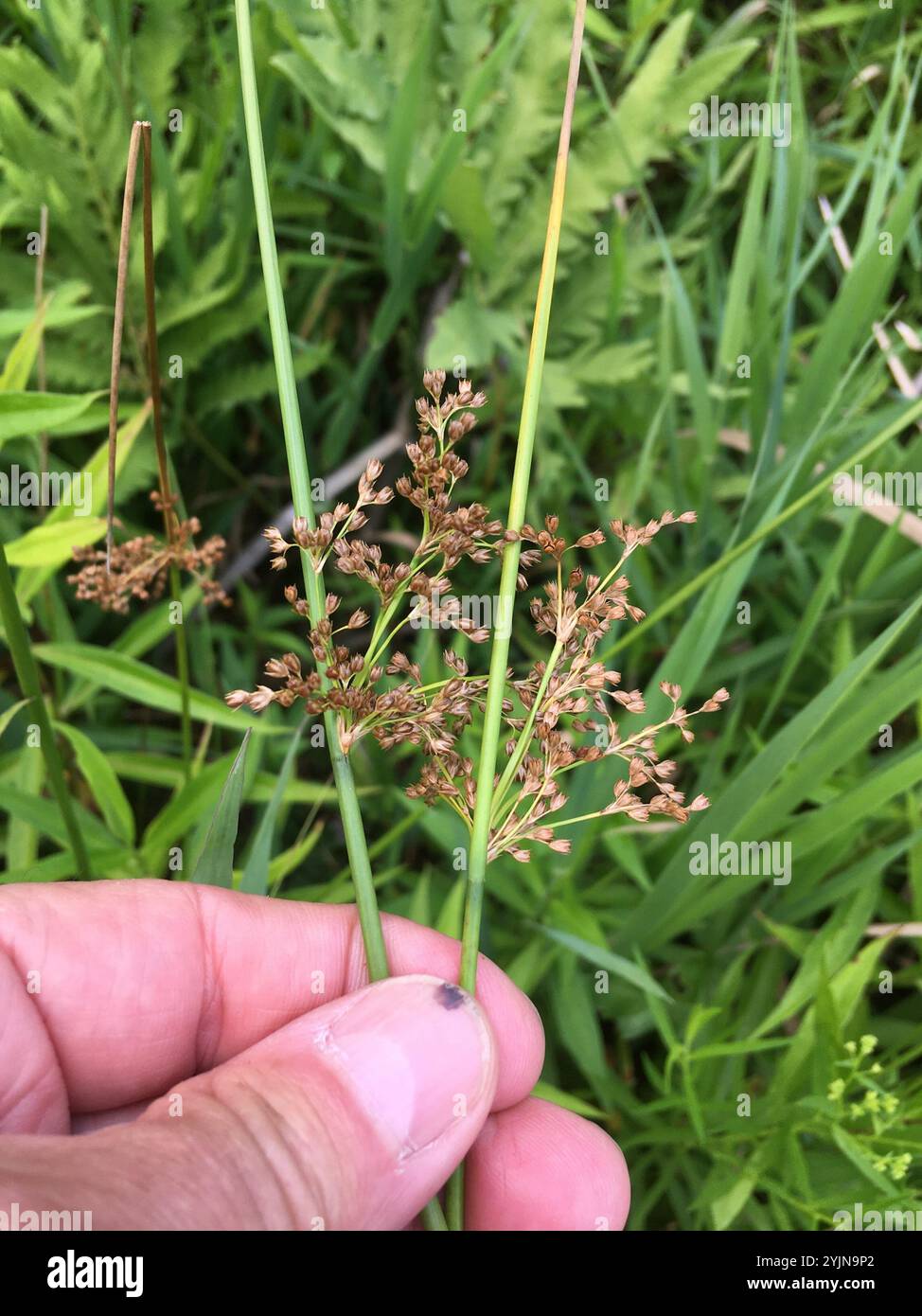 Soft Rush (Juncus effusus Stock Photo - Alamy