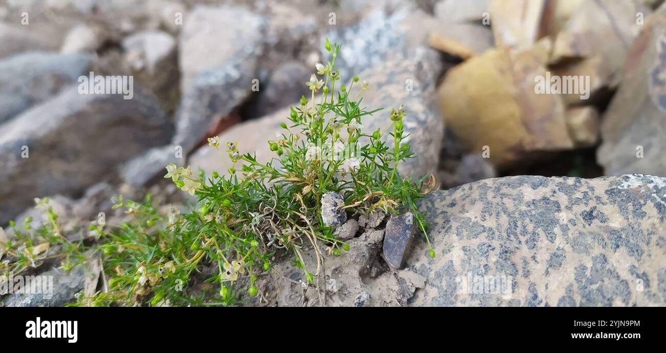 Procumbent Pearlwort (Sagina procumbens Stock Photo - Alamy