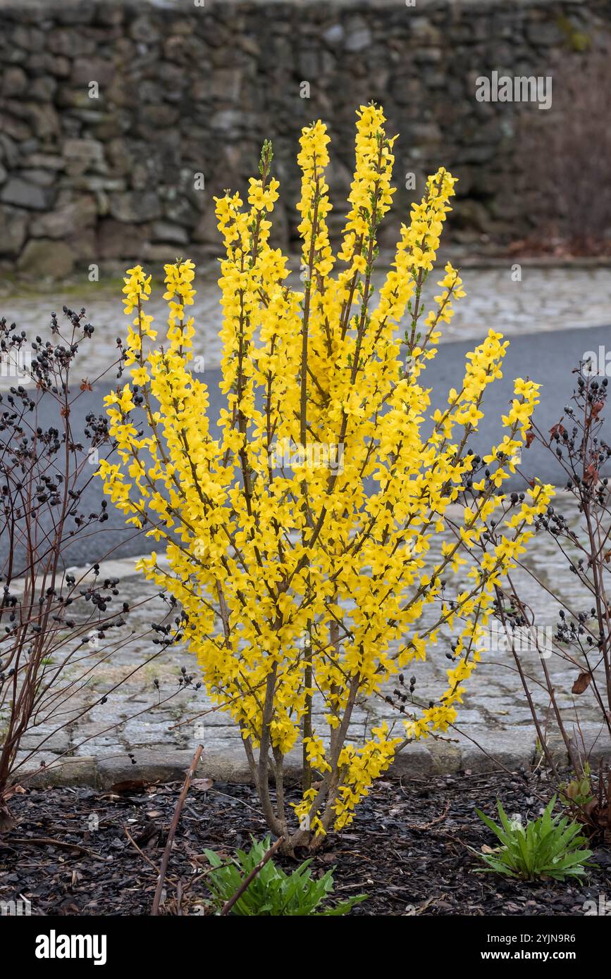 Goldbell hi-res stock photography and images - Alamy