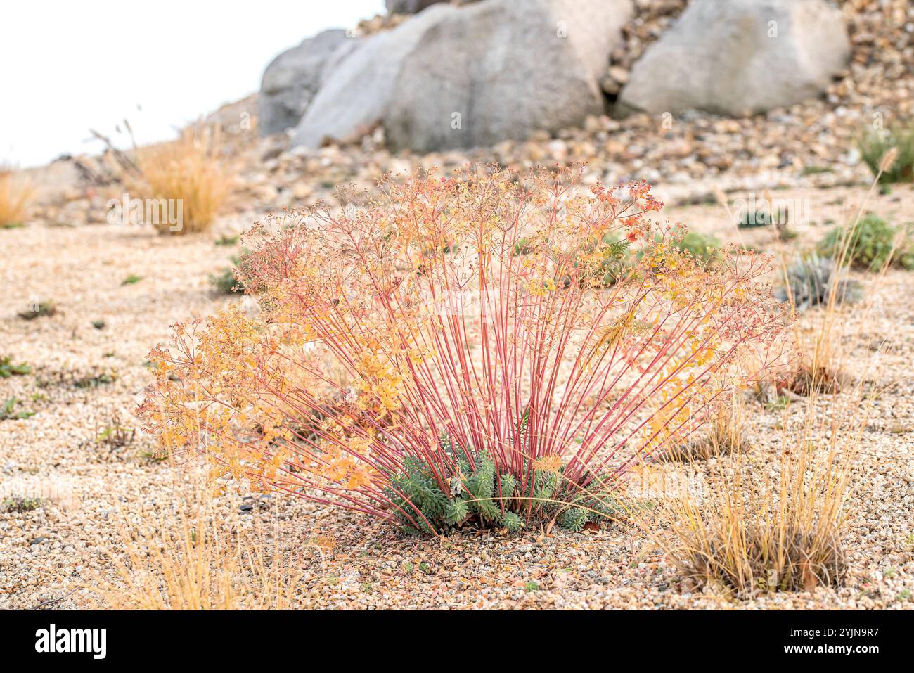 Steppen-Wolfsmilch, Euphorbia seguieriana subsp. niciciana,, Steppe ...