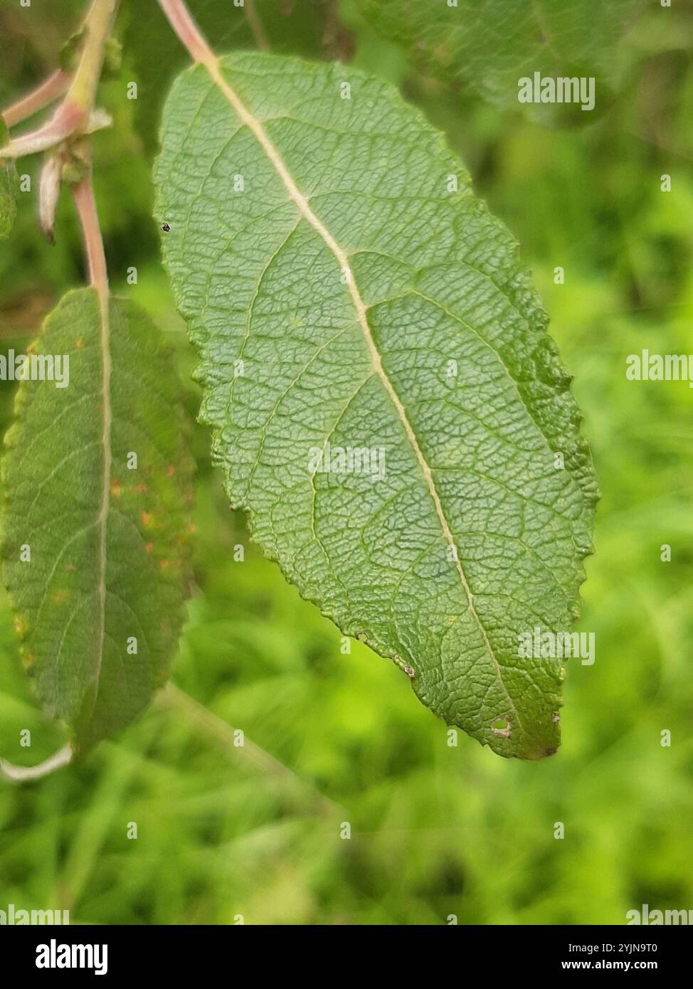 Vetrix hi-res stock photography and images - Alamy