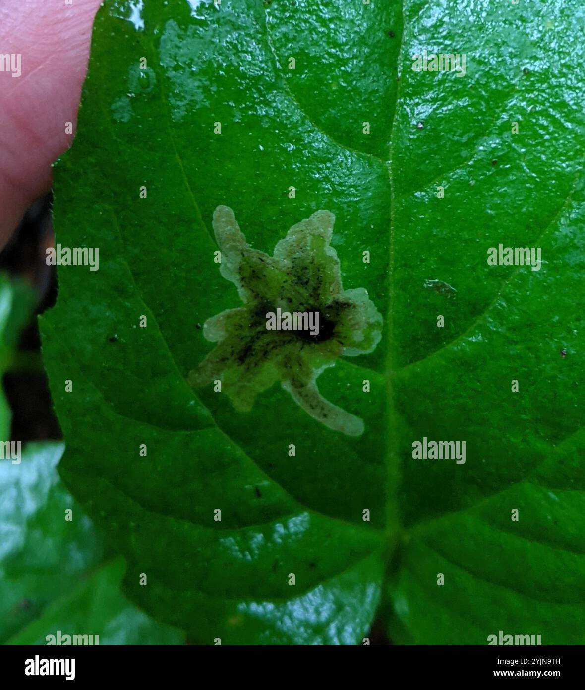 Cyclorrhaphan Flies (Cyclorrhapha Stock Photo - Alamy