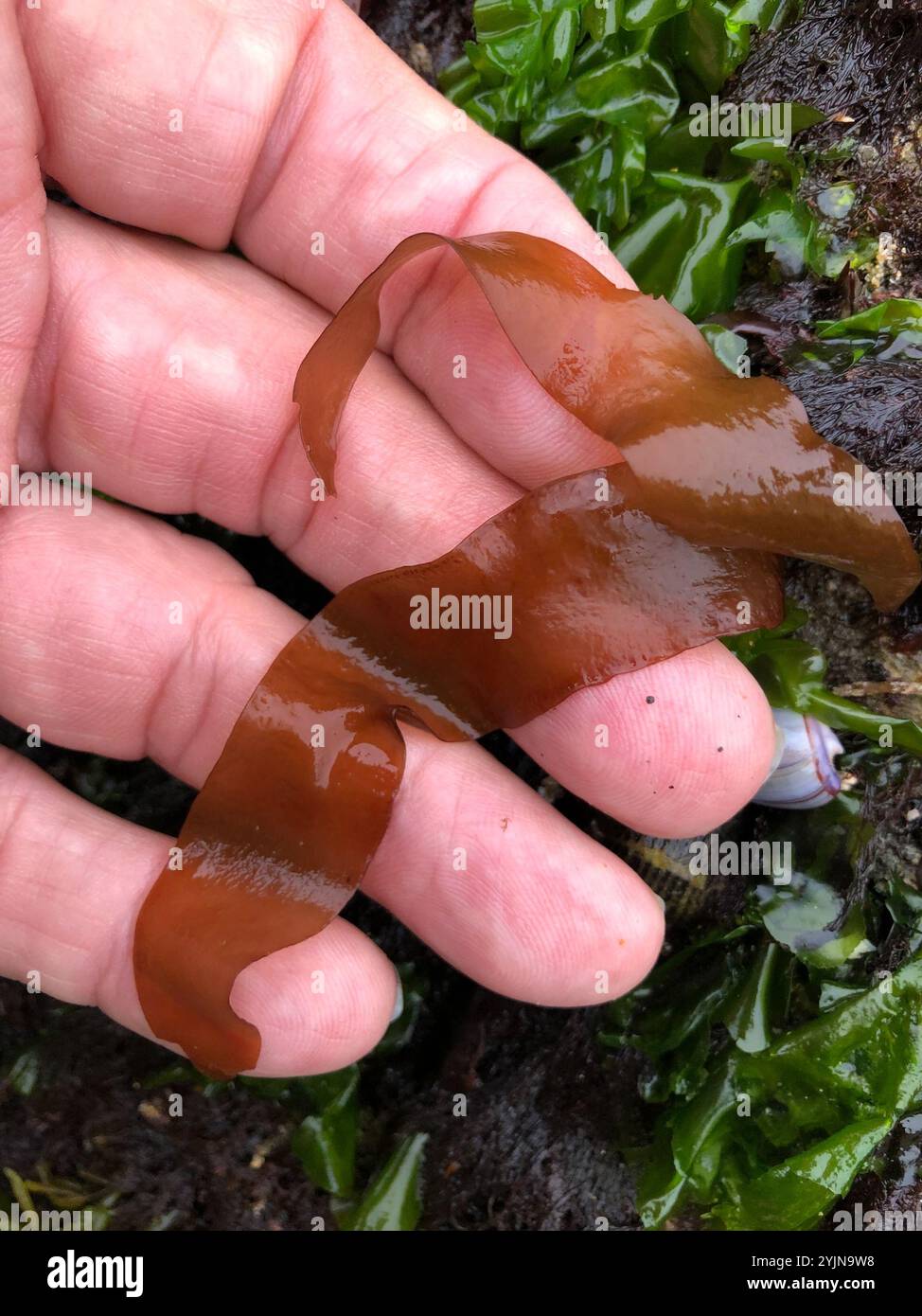 Iridescent Algae (Mazzaella Stock Photo - Alamy
