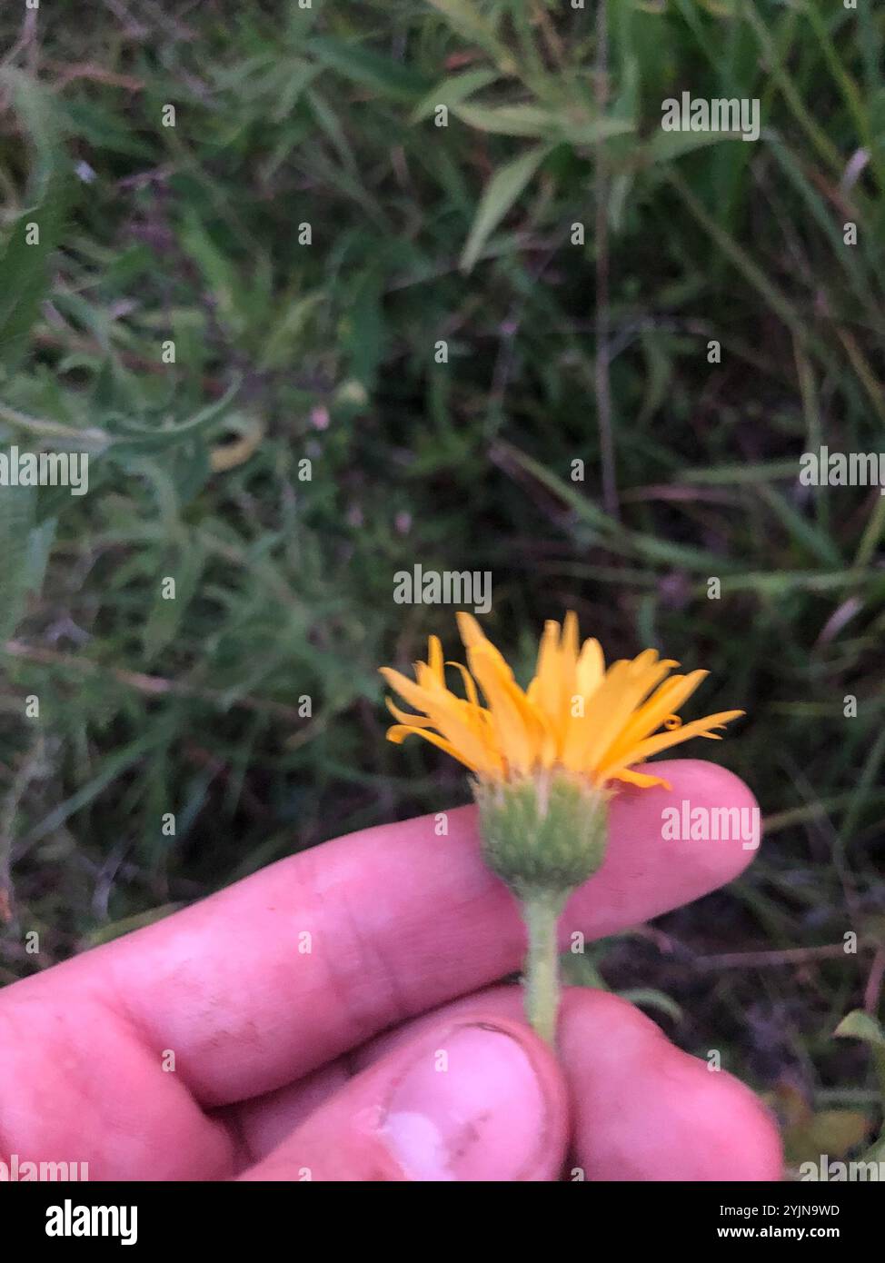 Nashville Camphorweed (Heterotheca camporum glandulissima Stock Photo ...